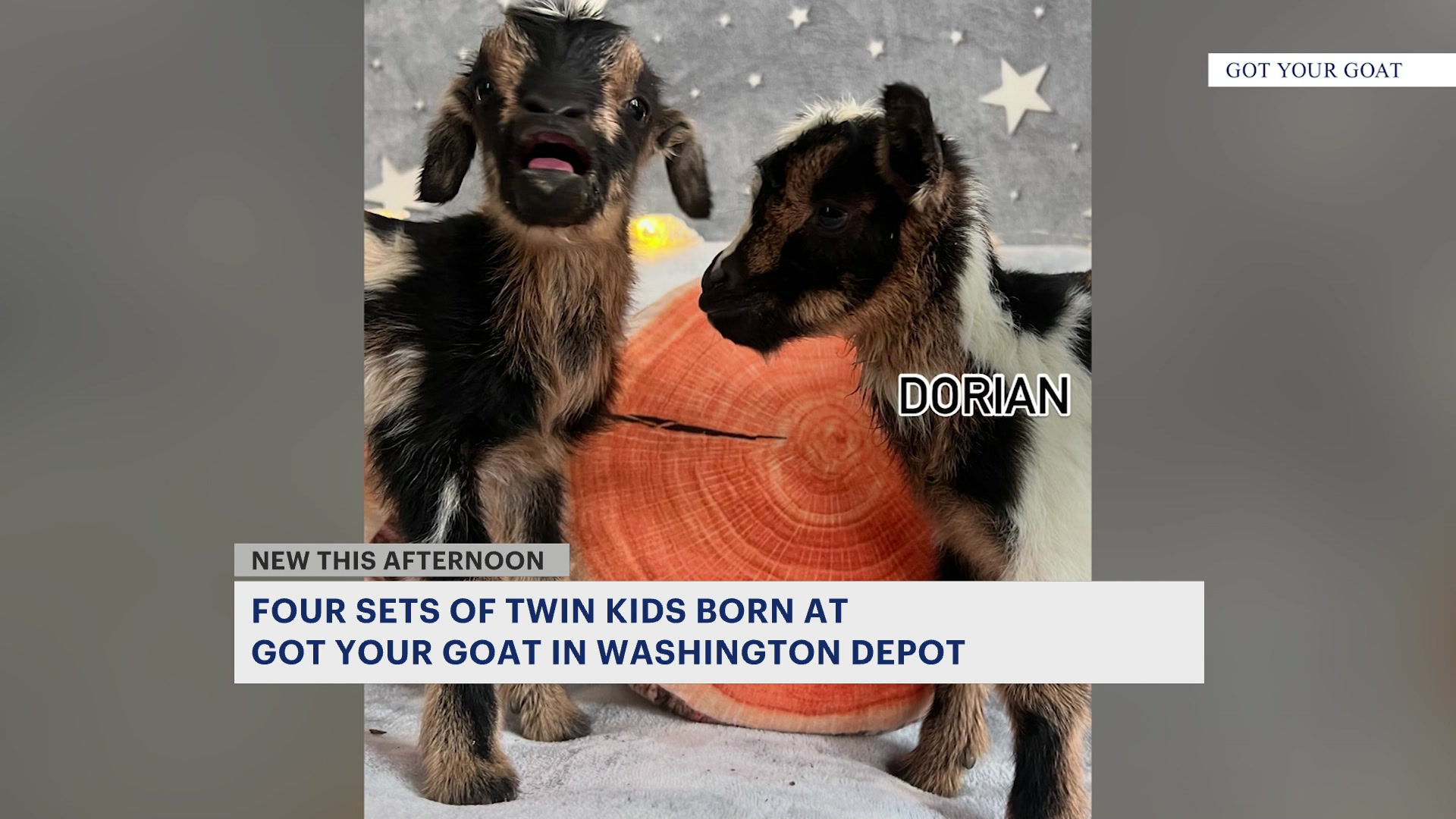 4 sets of twin goats born in Washington Depot