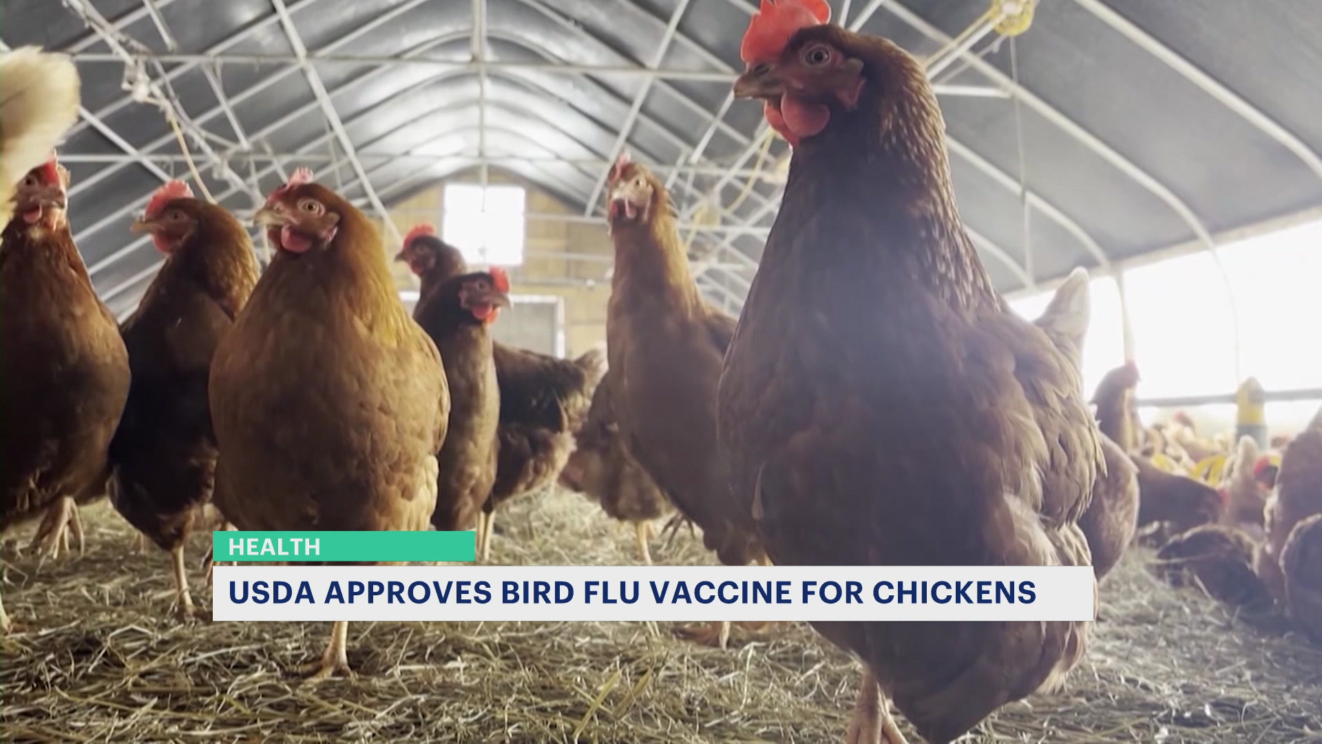 Chicken Vaccine - Copytechnet.com