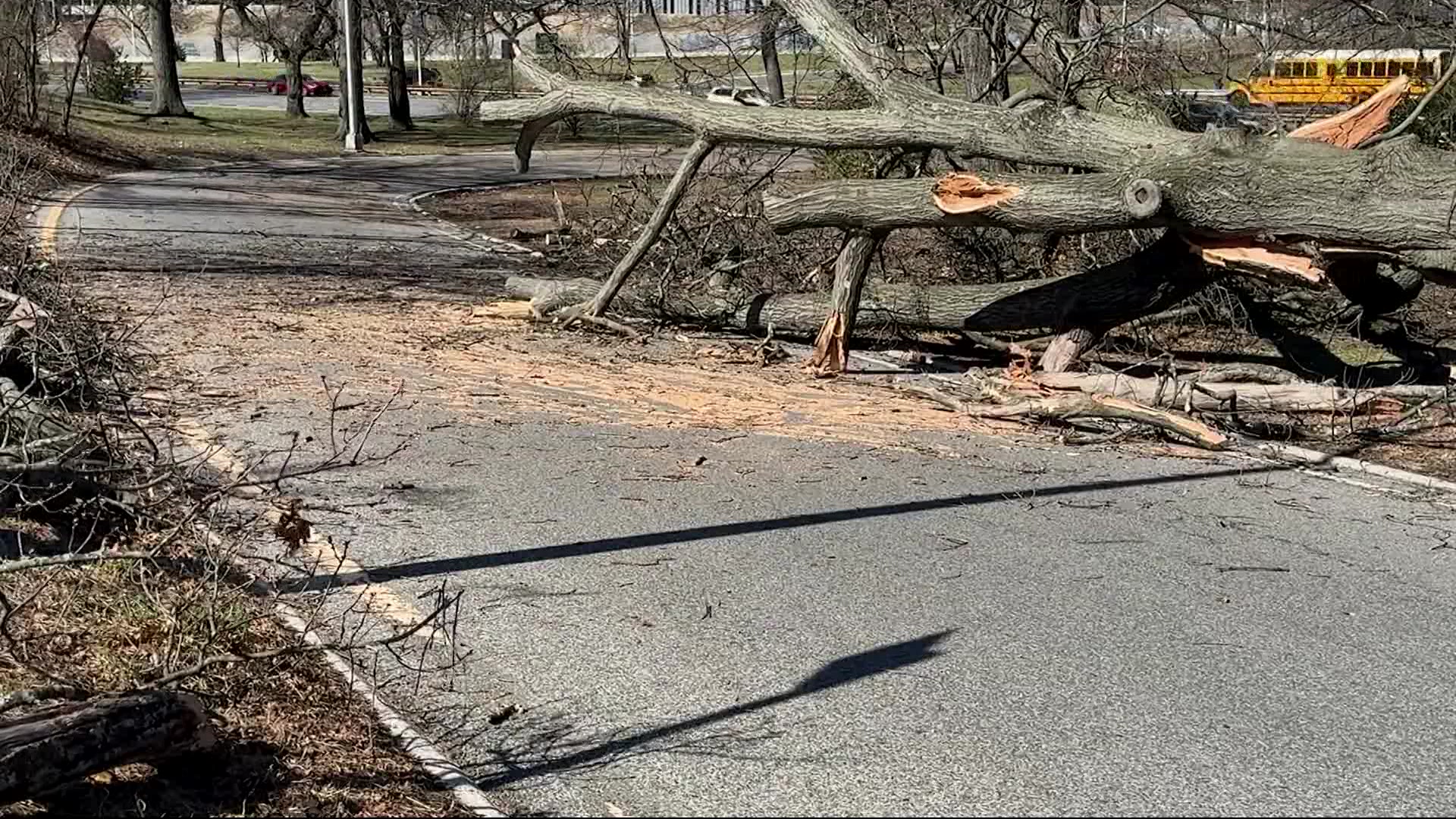News 12 | Bronx | Massive Tree Blocks Northbound Entrance Ramp At ...