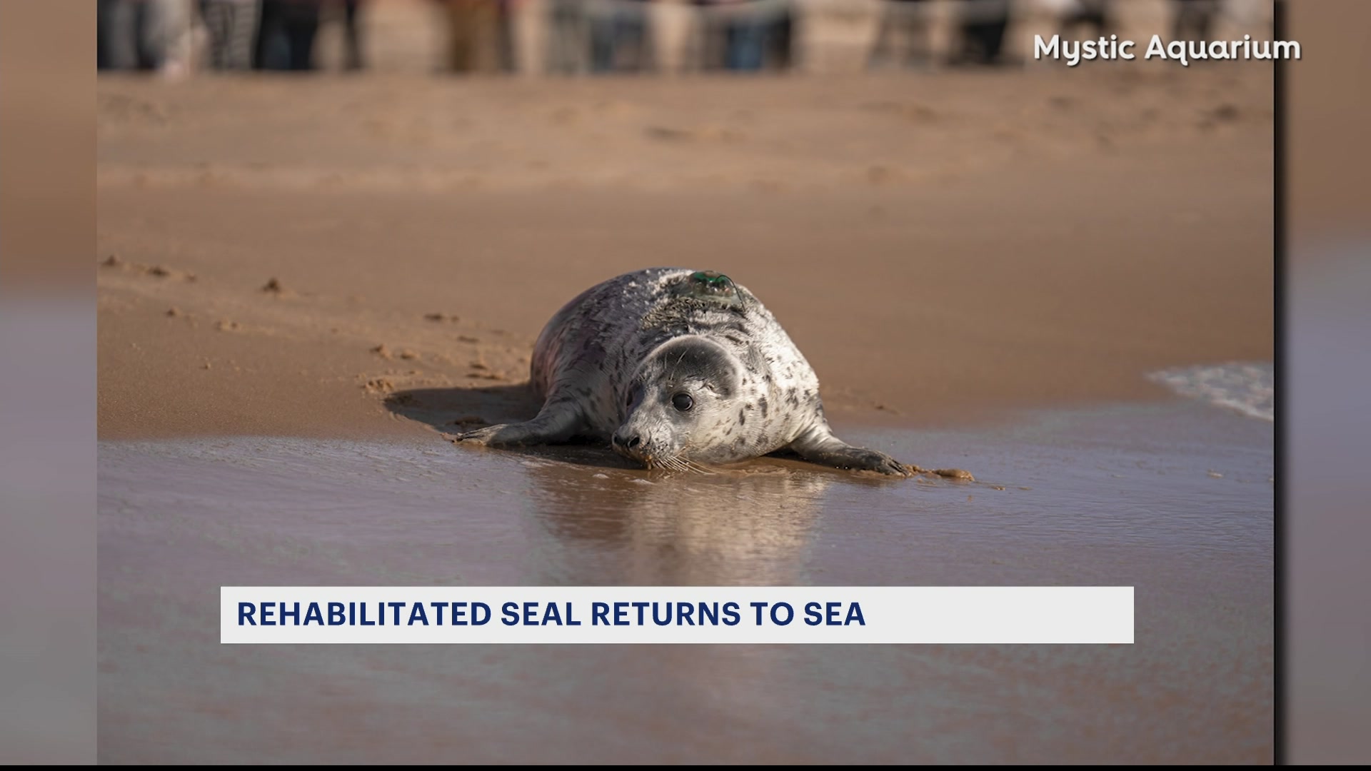 Rehabilitated seal returns to the sea