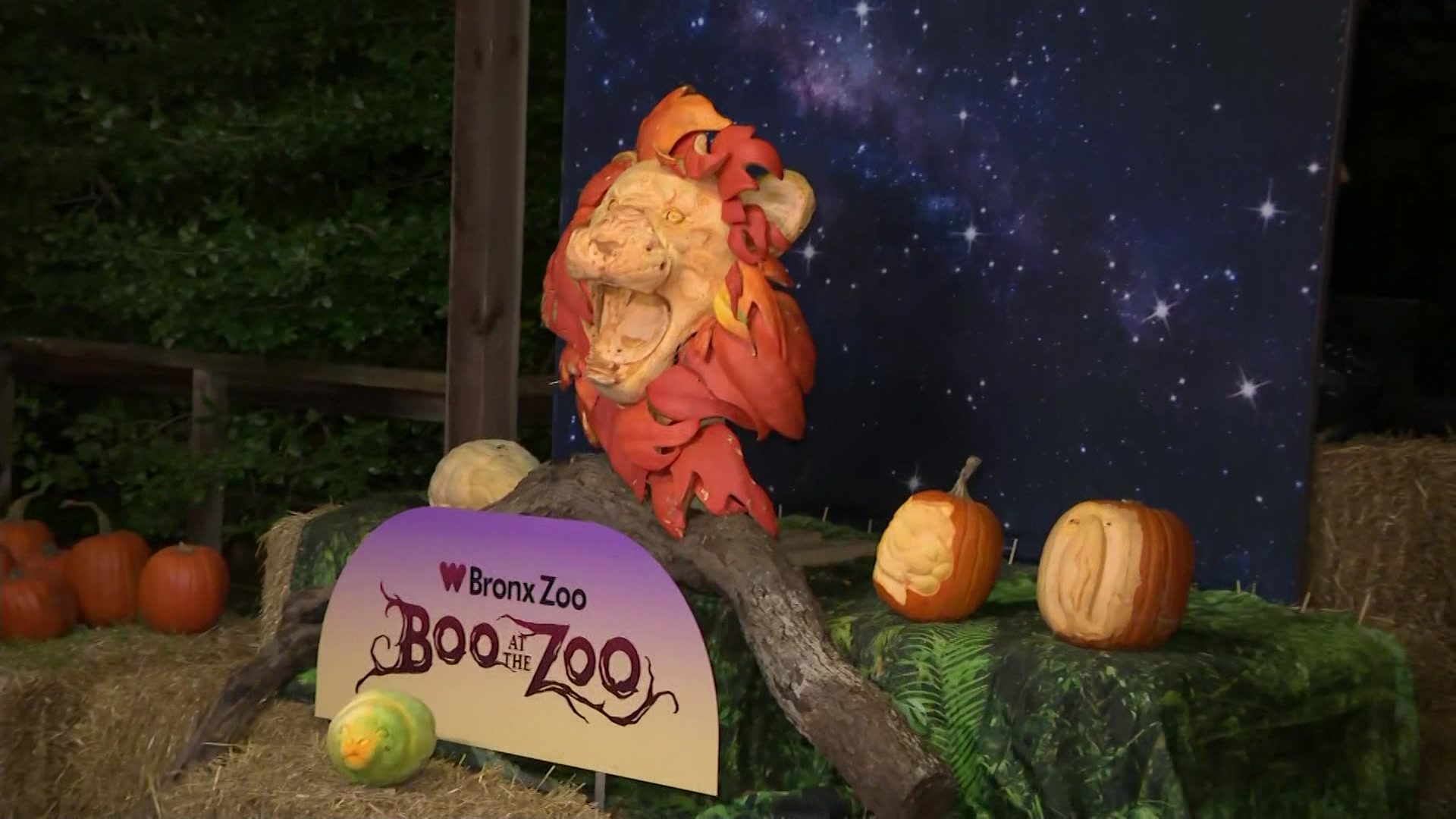Bronx Zoo gears up for 'Boo at the Zoo' Halloween event