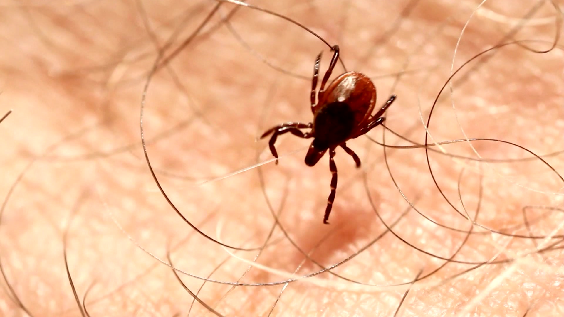 be Well: How to protect yourself and your pets from ticks