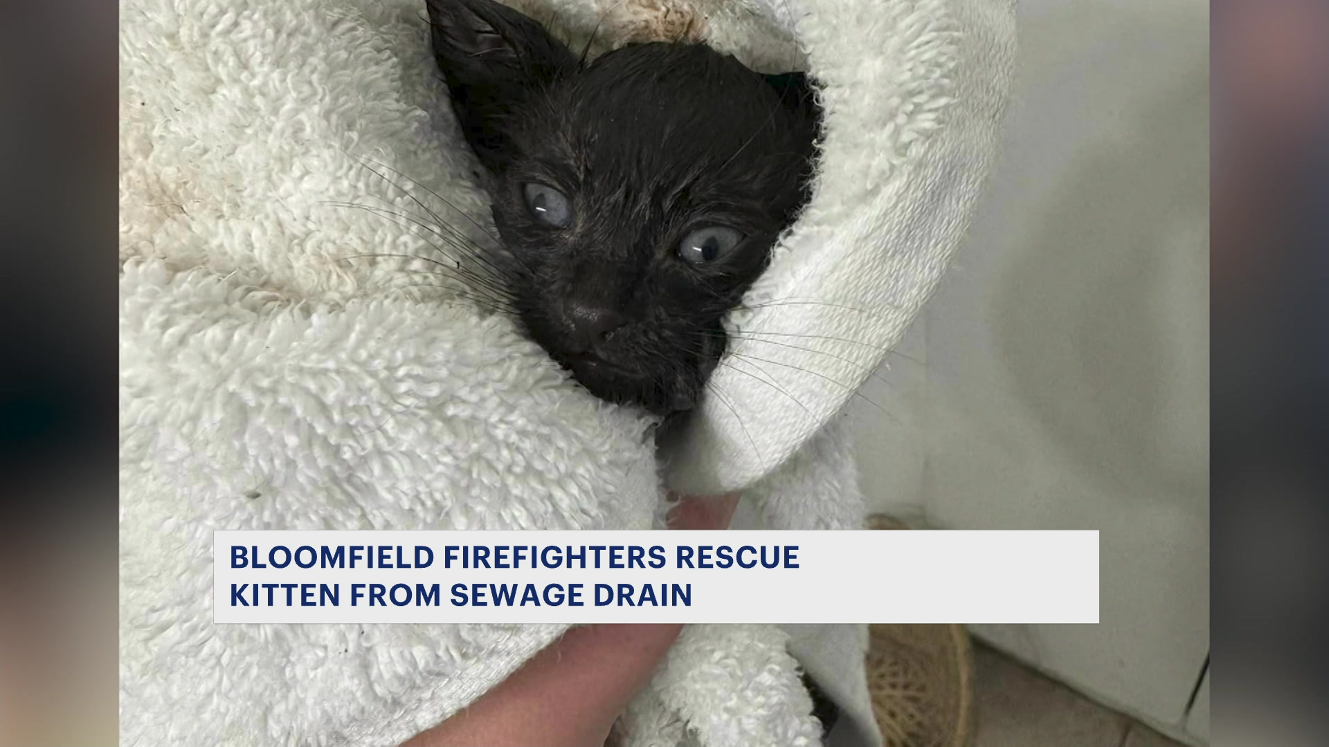 News 12 | New Jersey | Bloomfield Firefighters Help Rescue Kitten From ...