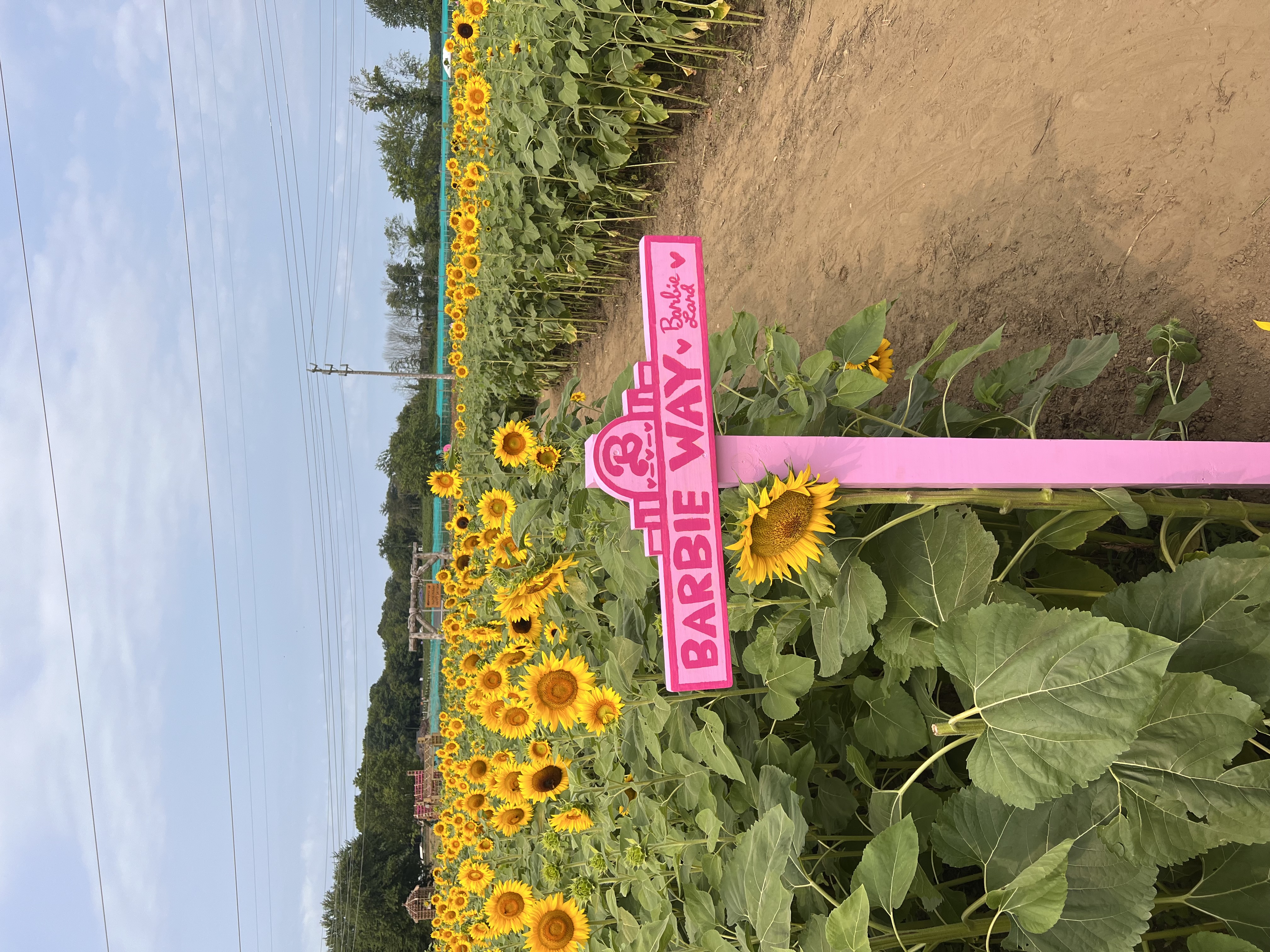 Preview: 10-acre Barbie corn maze opening in Monmouth County this fall