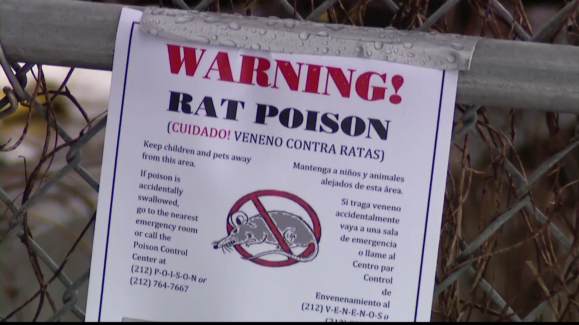 DEC probe finds contractors improperly applied rat pesticide at ...