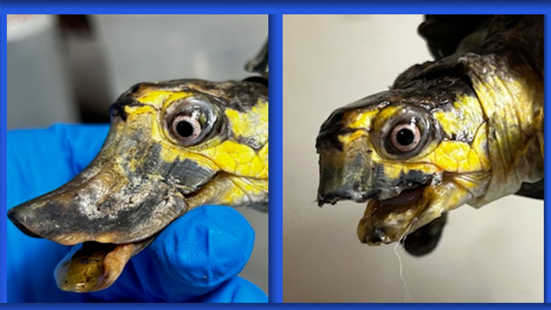 Turtle Rescue of the Hamptons gives deformed, sick turtle another ...