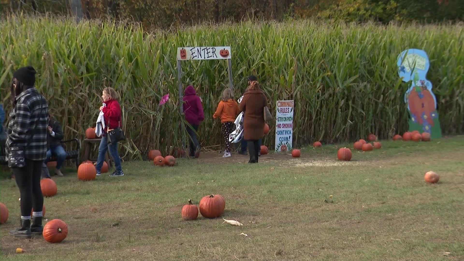 Pumpkin pickers, farms relish in crisp autumn day amid stretch of rainy ...