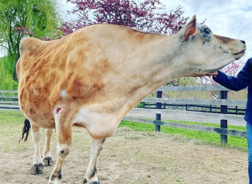 'Franklin the famous cow' relocated to animal sanctuary in Orange ...