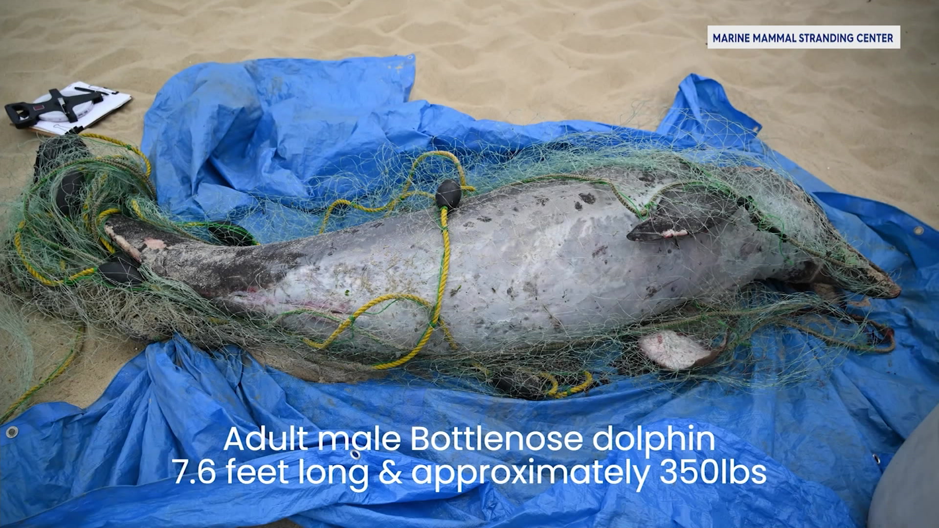 News 12 | Long Island | Officials Dolphin Found Dead With Shark Bite ...