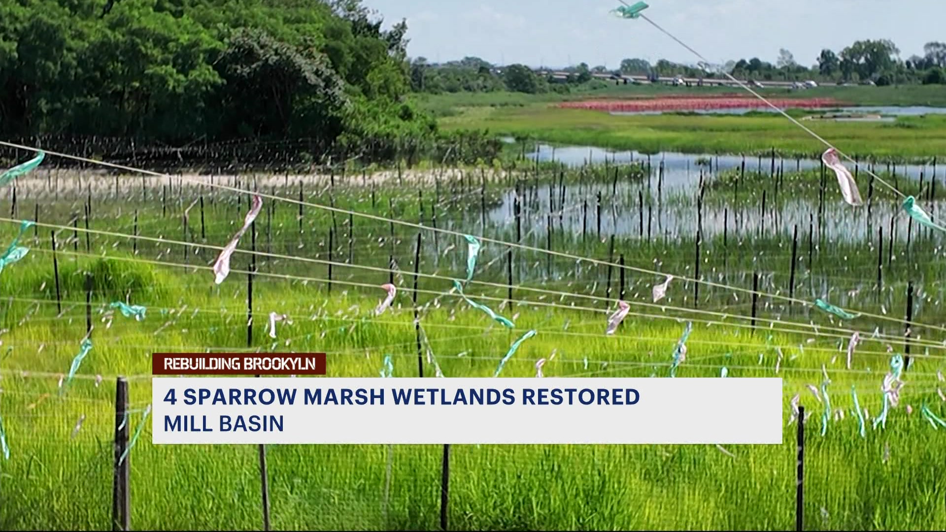 News 12 | Brooklyn | Four Sparrow Marsh Wetland Restoration Now ...