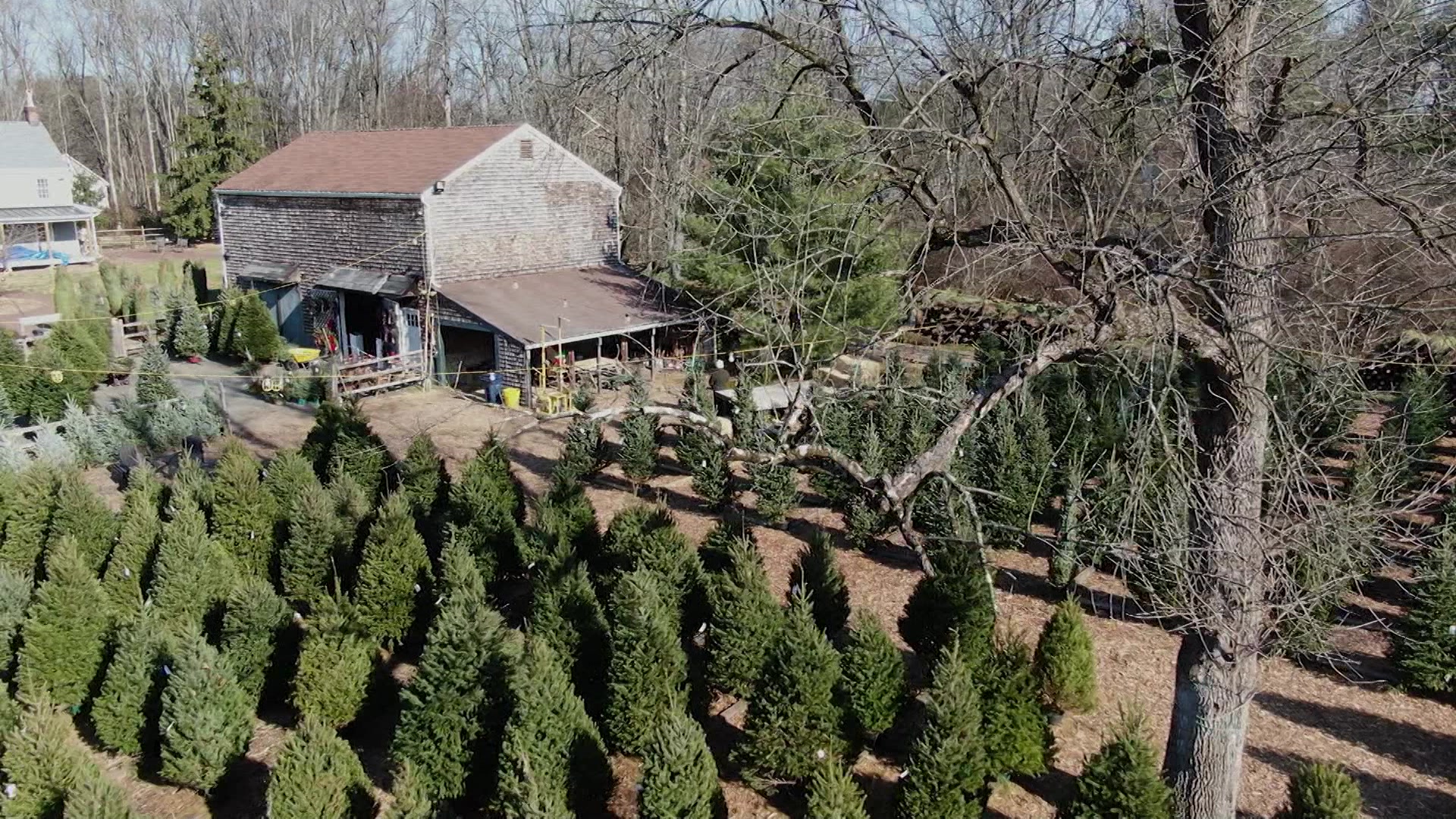 News 12 | New Jersey | Road Trip Pay A Visit To Carrols Christmas Tree ...