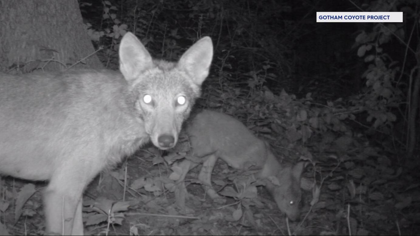 News 12 | The Bronx | Wildlife experts: Coyote spottings on the up in ...