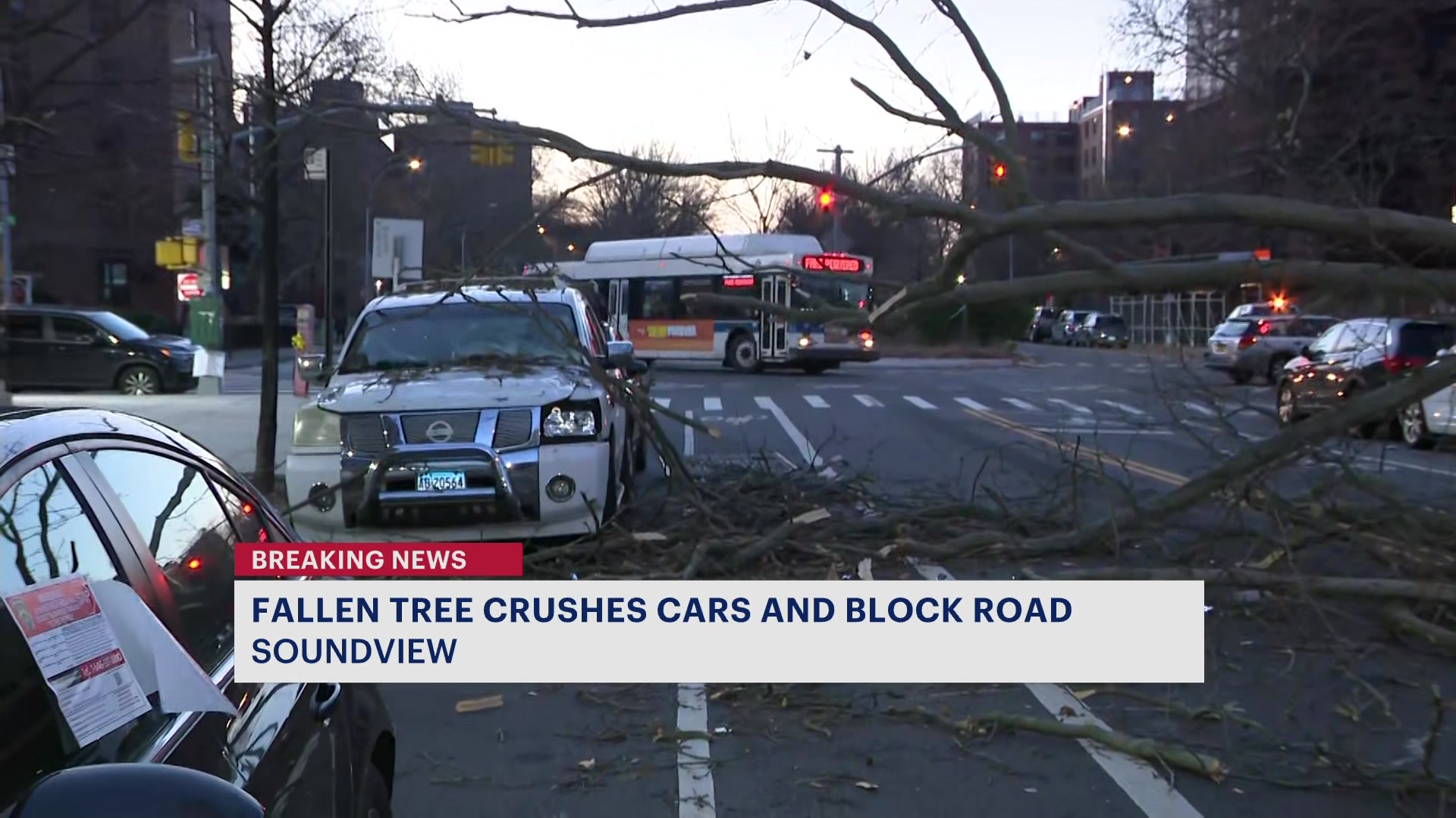 Massive tree falls, crushes multiple parked cars in Soundview