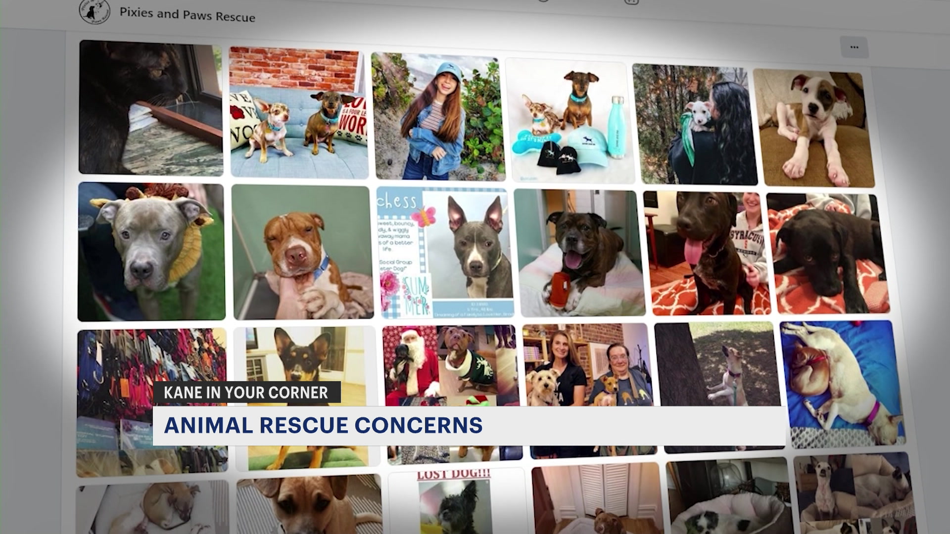 News 12 | Bronx | Kane In Your Corner Reveals Animal Rescue Concerns ...