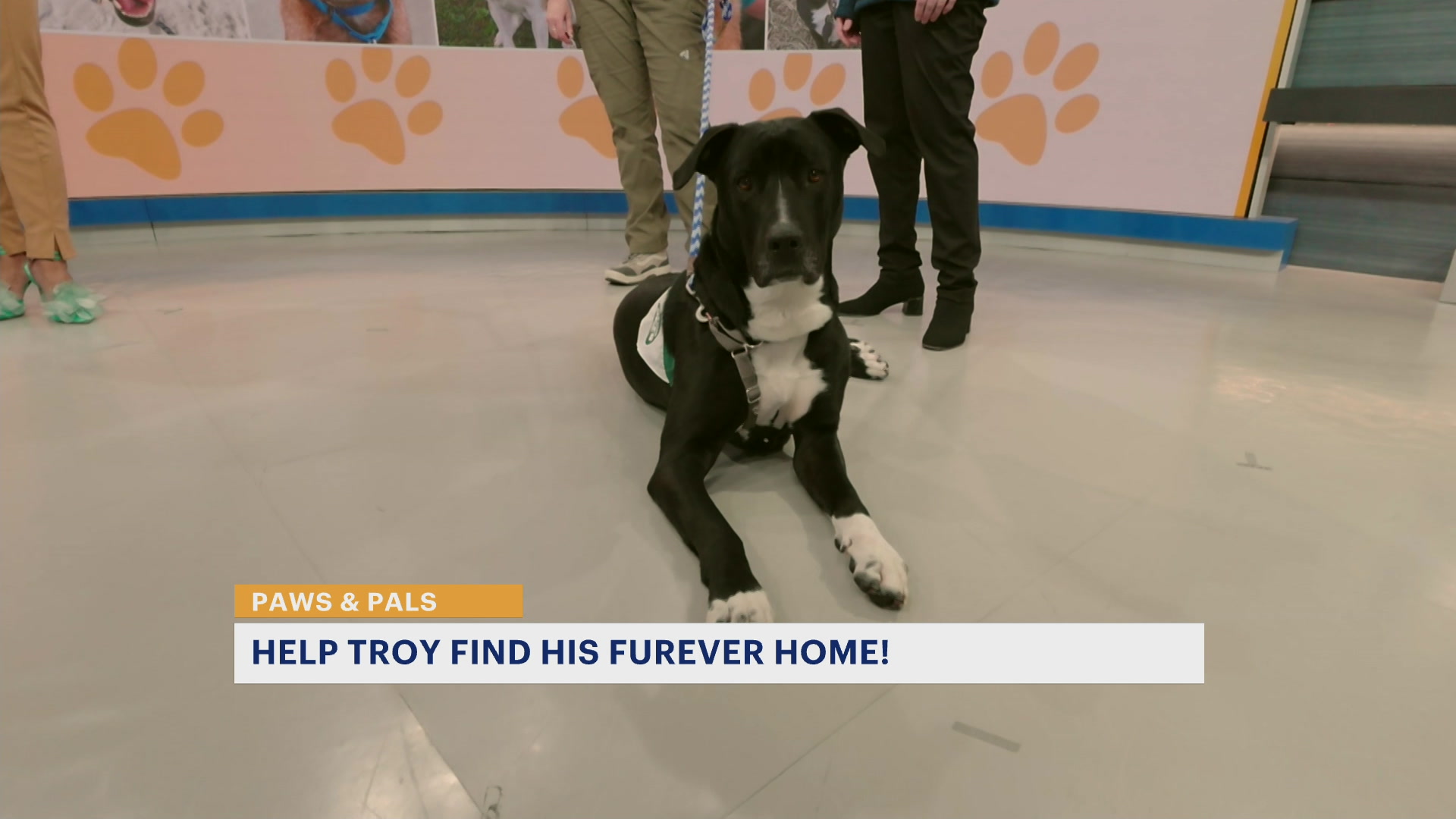 Paws and Pals: Troy will be your biggest fan