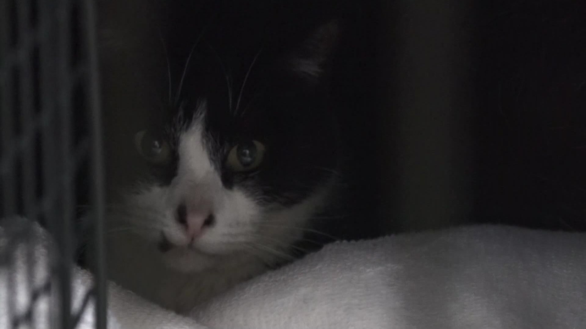 News 12 | Westchester | Rescued Cats From Sanctuary Fire Being Treated ...