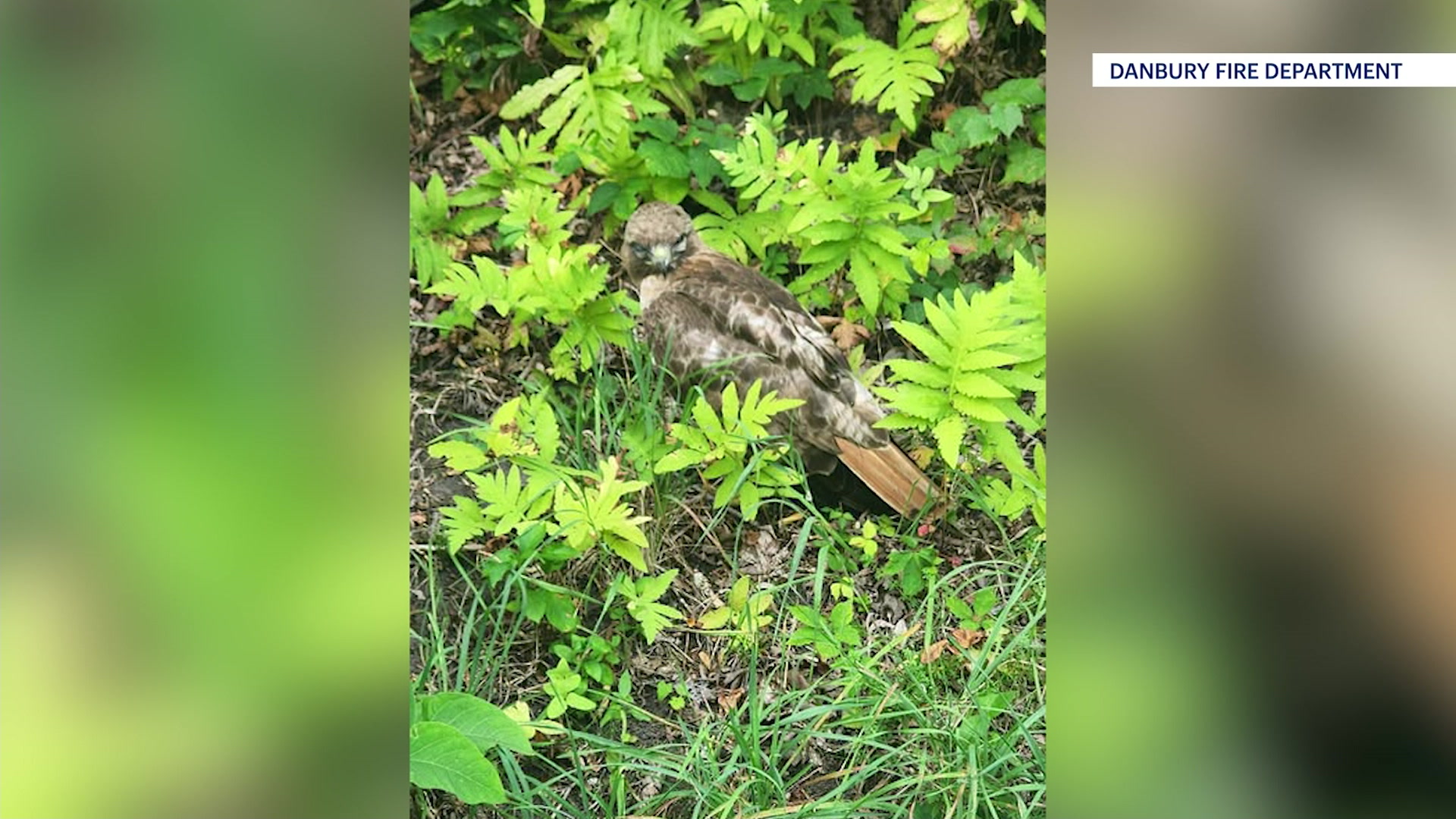 News 12 | New Jersey | Injured hawk rescued by firefighters in Danbury