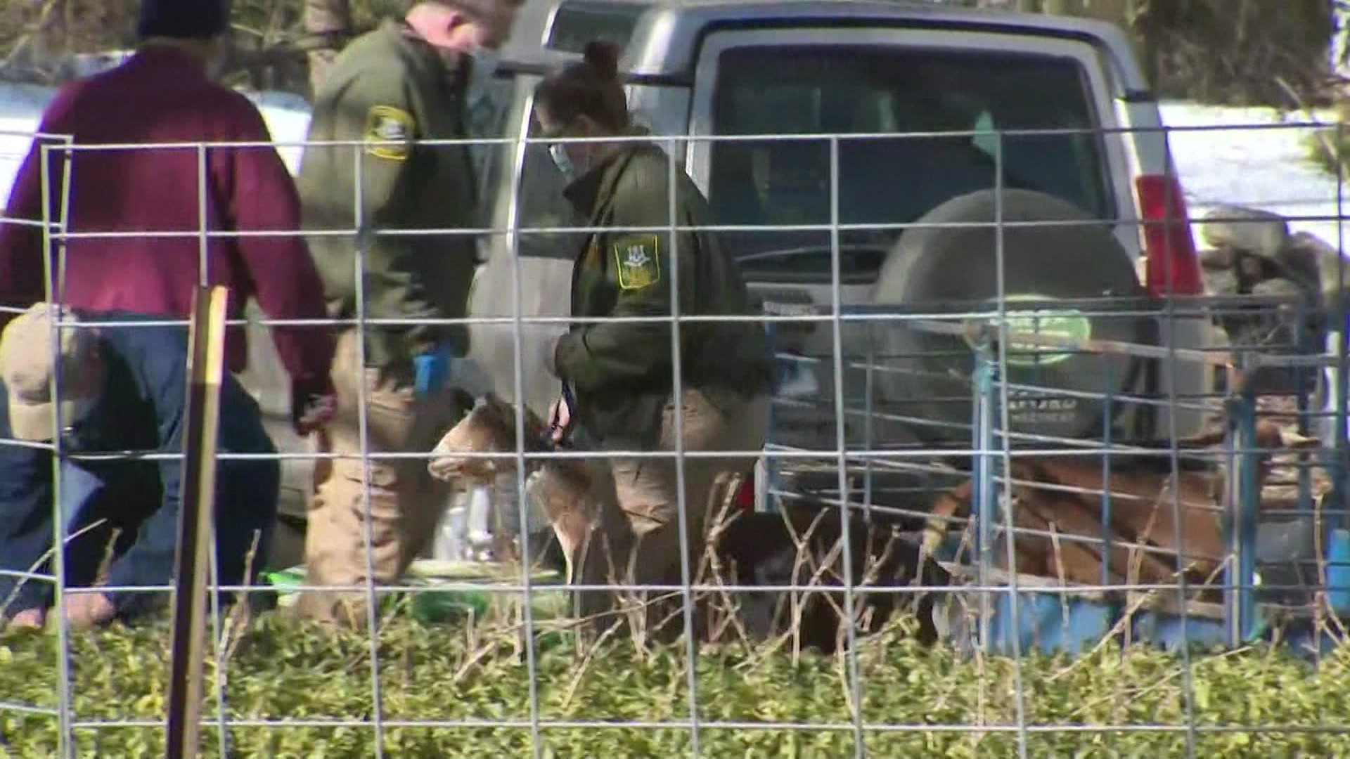 Redding woman accused of neglecting 65 goats still charged with animal ...