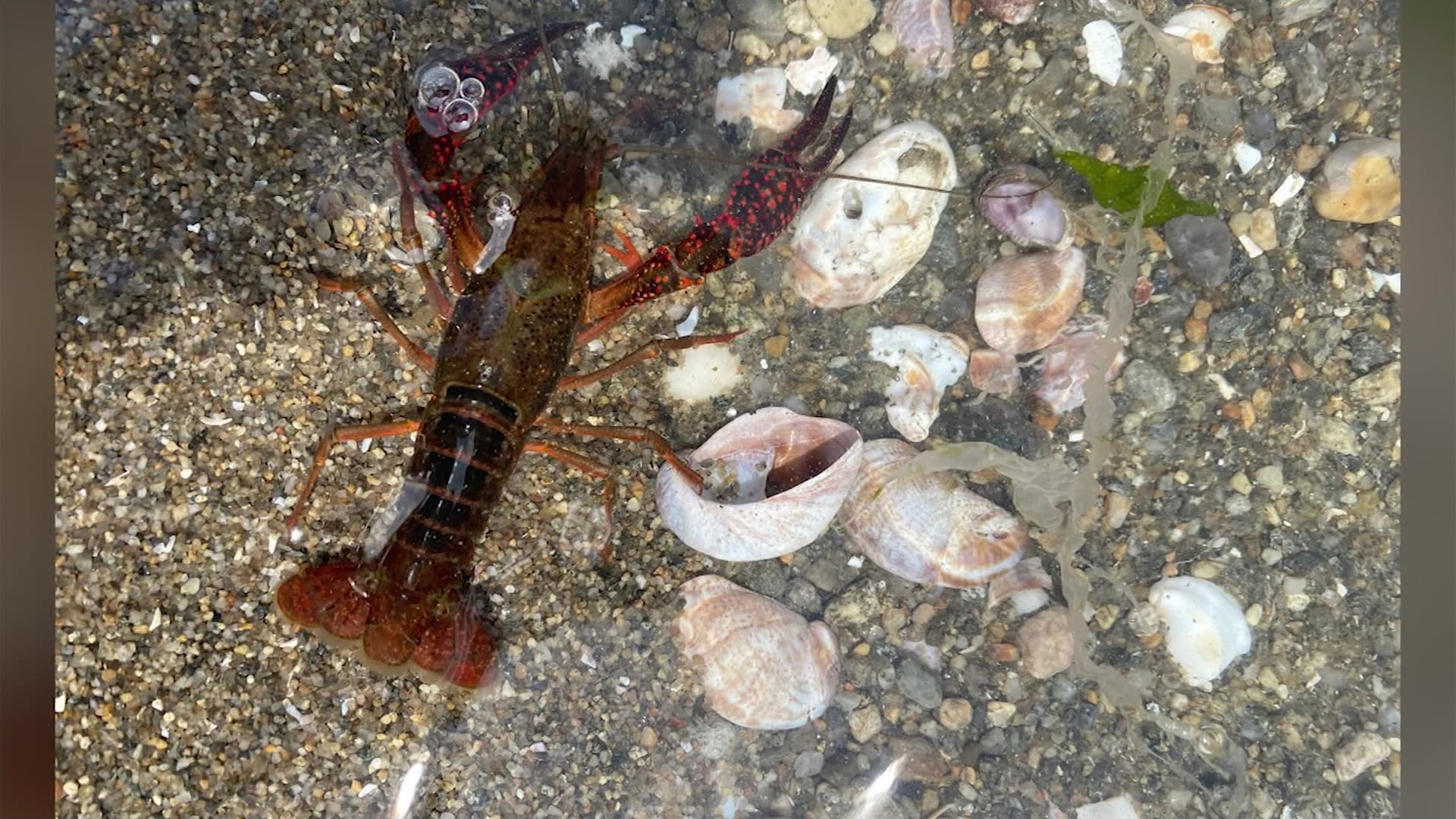 'Highly aggressive’ invasive crawfish take hold across Connecticut