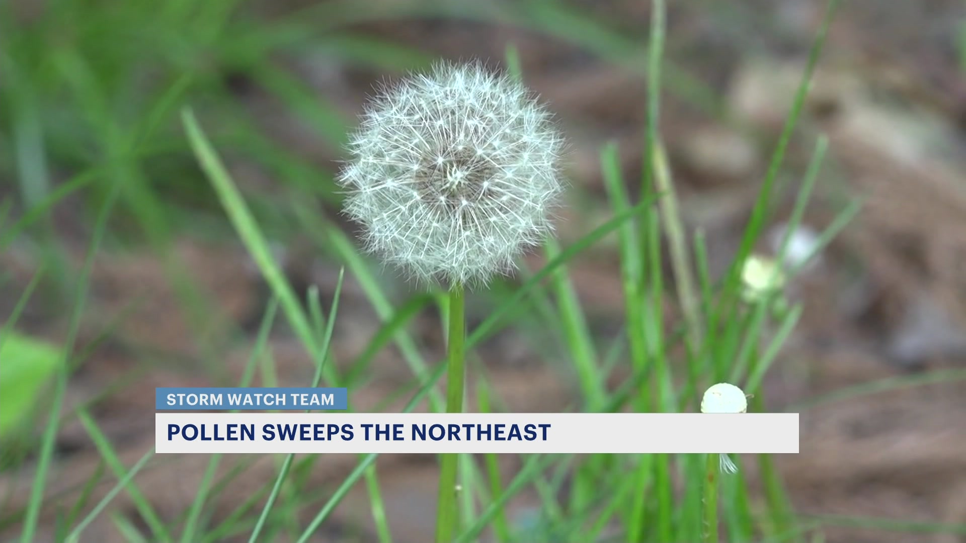 Pollen storm sweeping across northeastern US