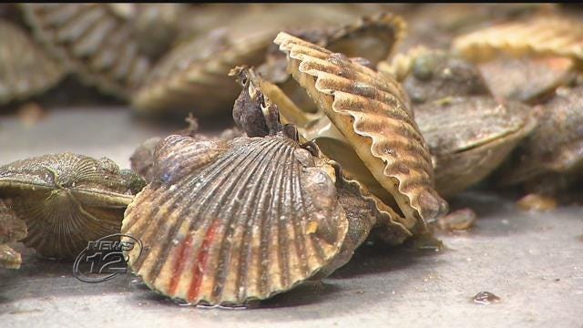 Cuomo announces $10 million for Long Island shellfish hatcheries