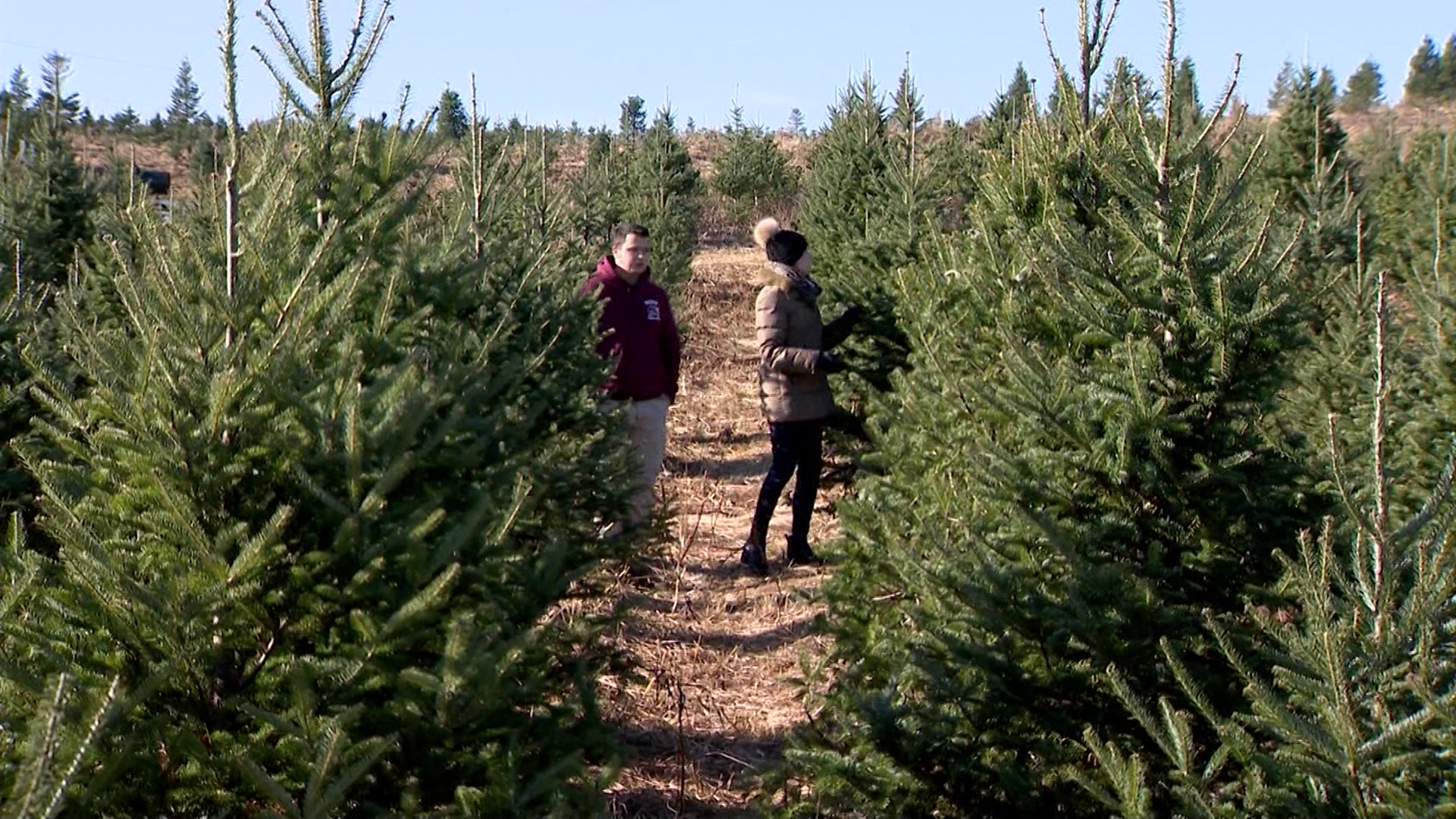 Made In Connecticut: Choosing the perfect Christmas tree at Dzen Tree ...