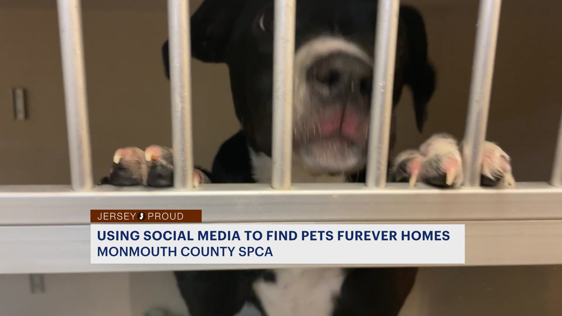 News 12 | New Jersey | Jersey Proud How Monmouth County Spca Uses ...