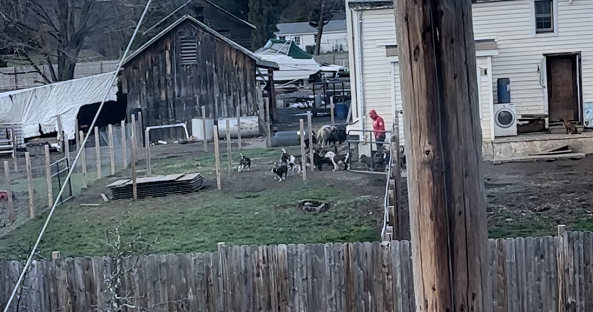 News 12 | Hudson Valley | Montgomery farm sanctuary under investigation ...