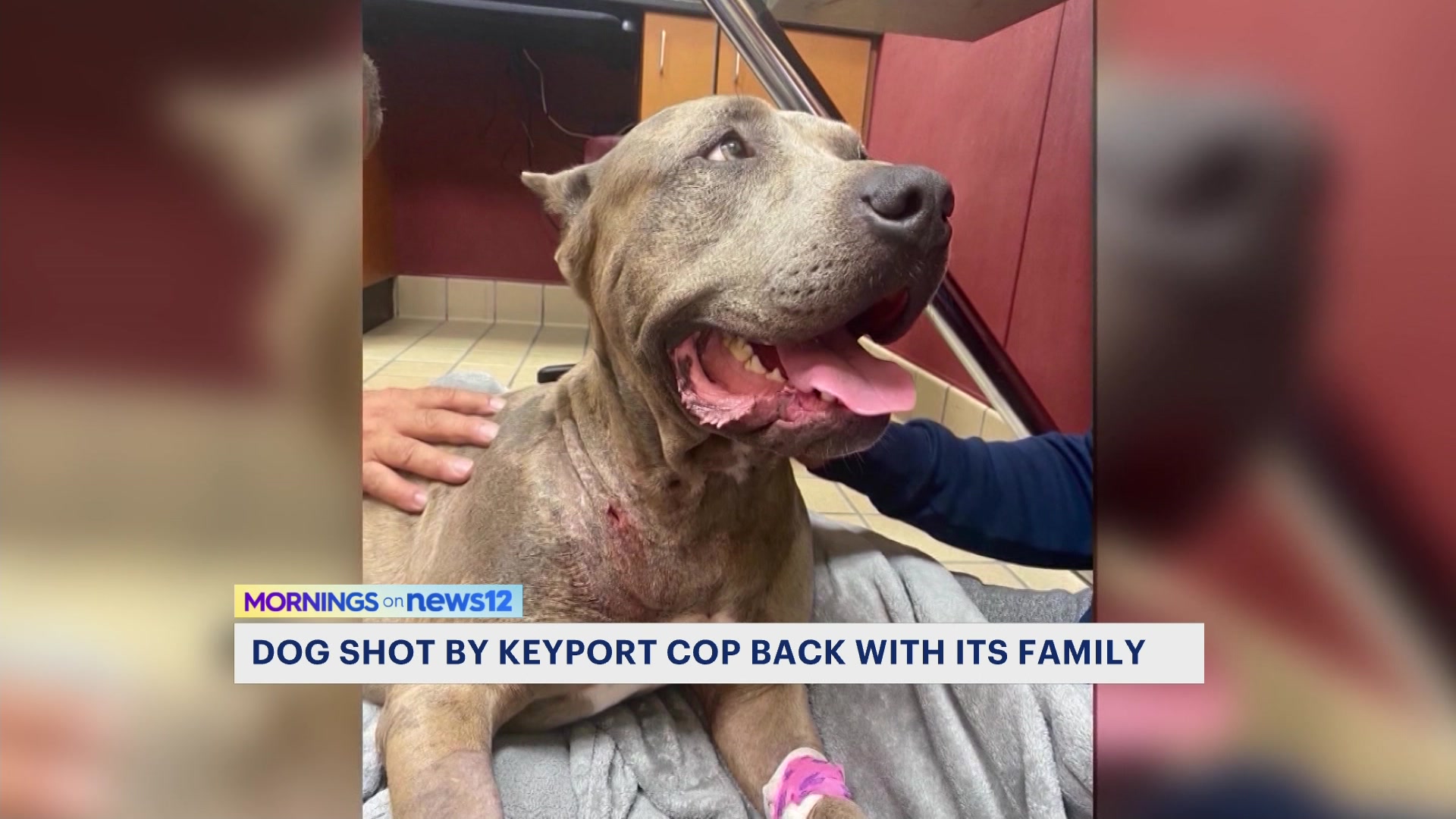 Dog shot by Keyport police returns home