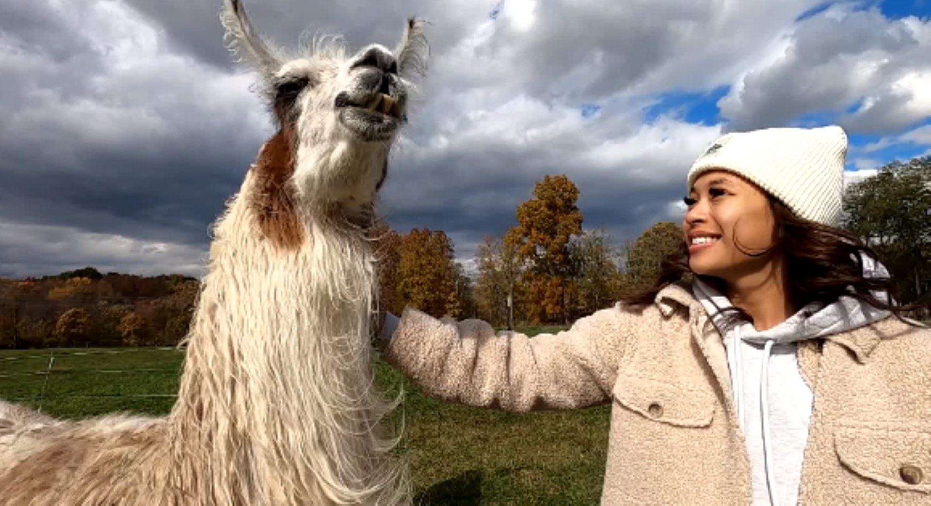 Have a warm and fuzzy experience hiking with llamas and alpacas