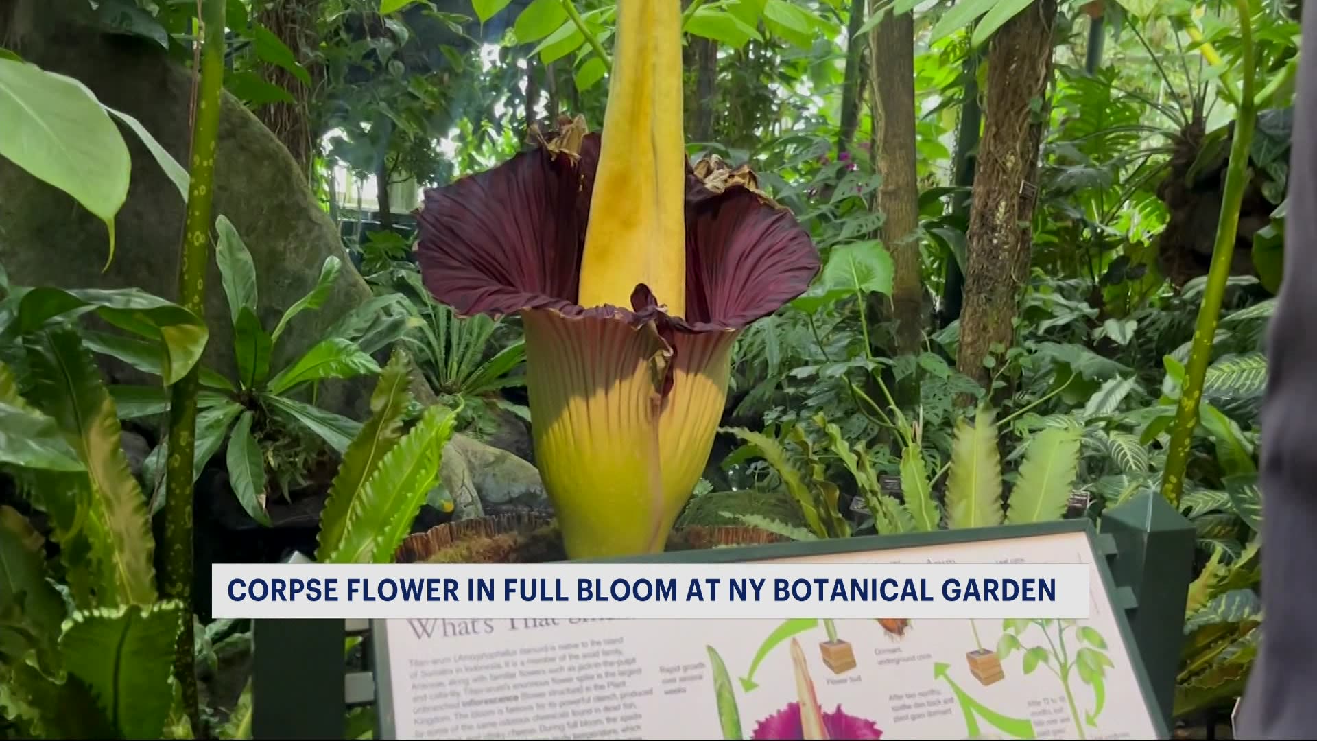 Corpse flower's full bloom stinks up New York Botanical Garden