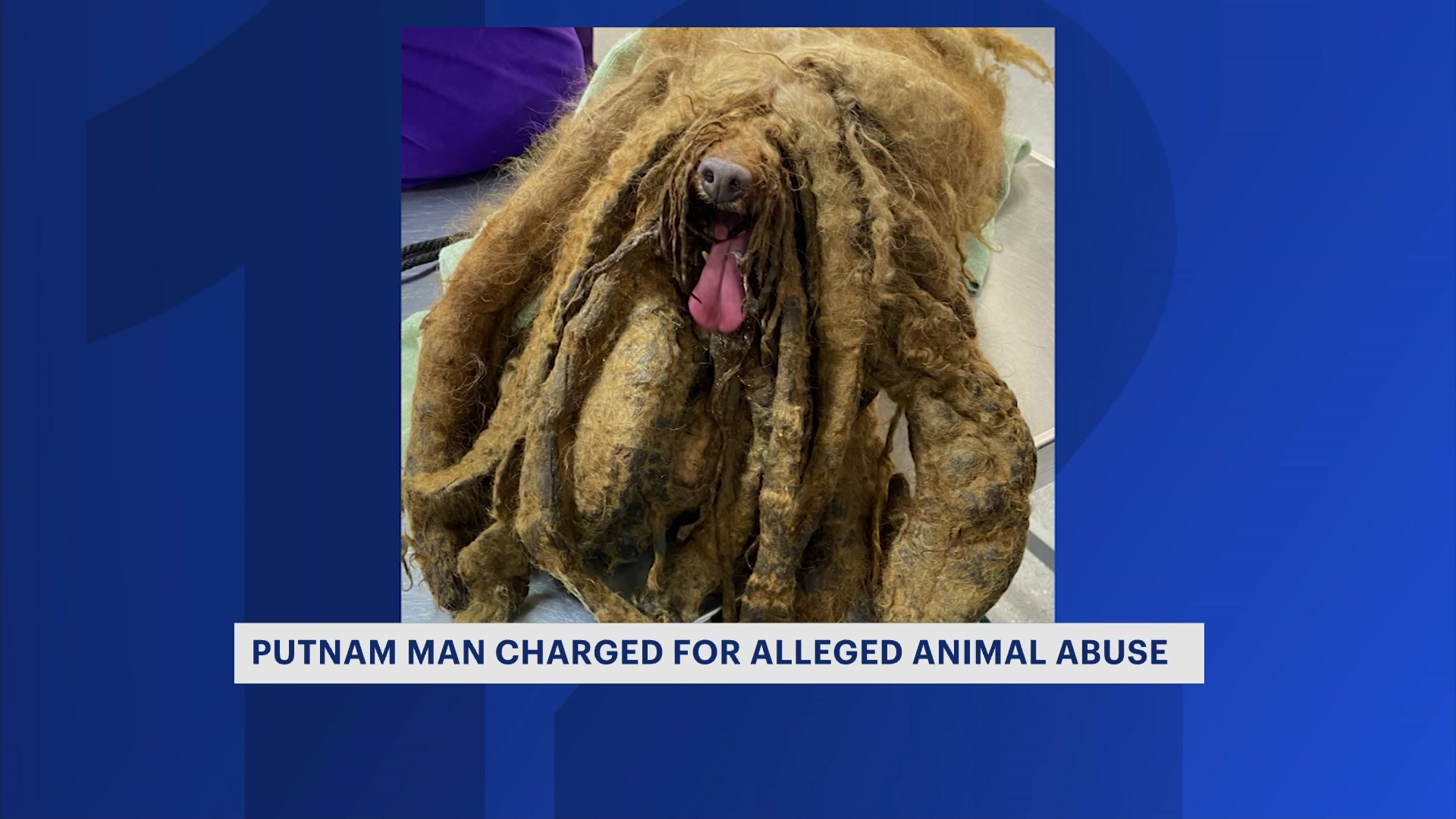 News 12 | Long Island | Putnam Man Accused Of Neglecting His Dog Faces ...