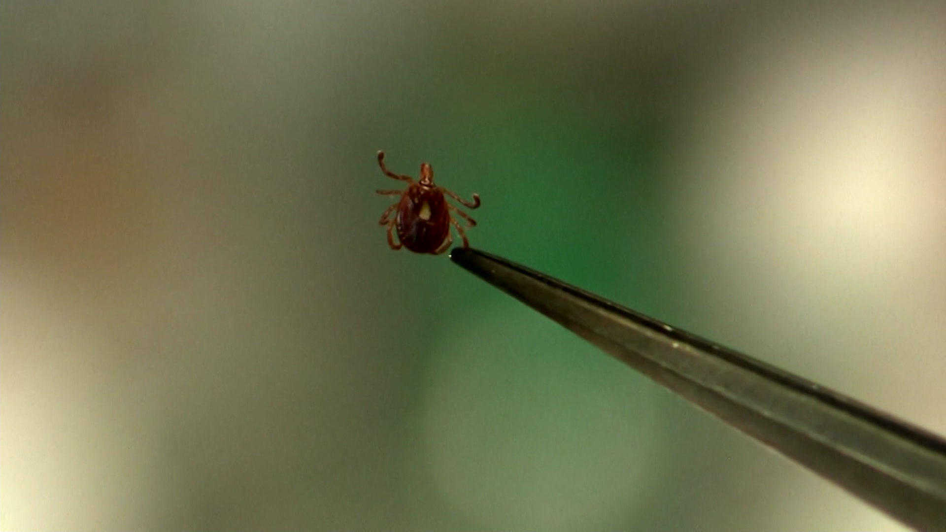 News 12 | New Jersey | Important Safety Steps Ahead Of Tick Season