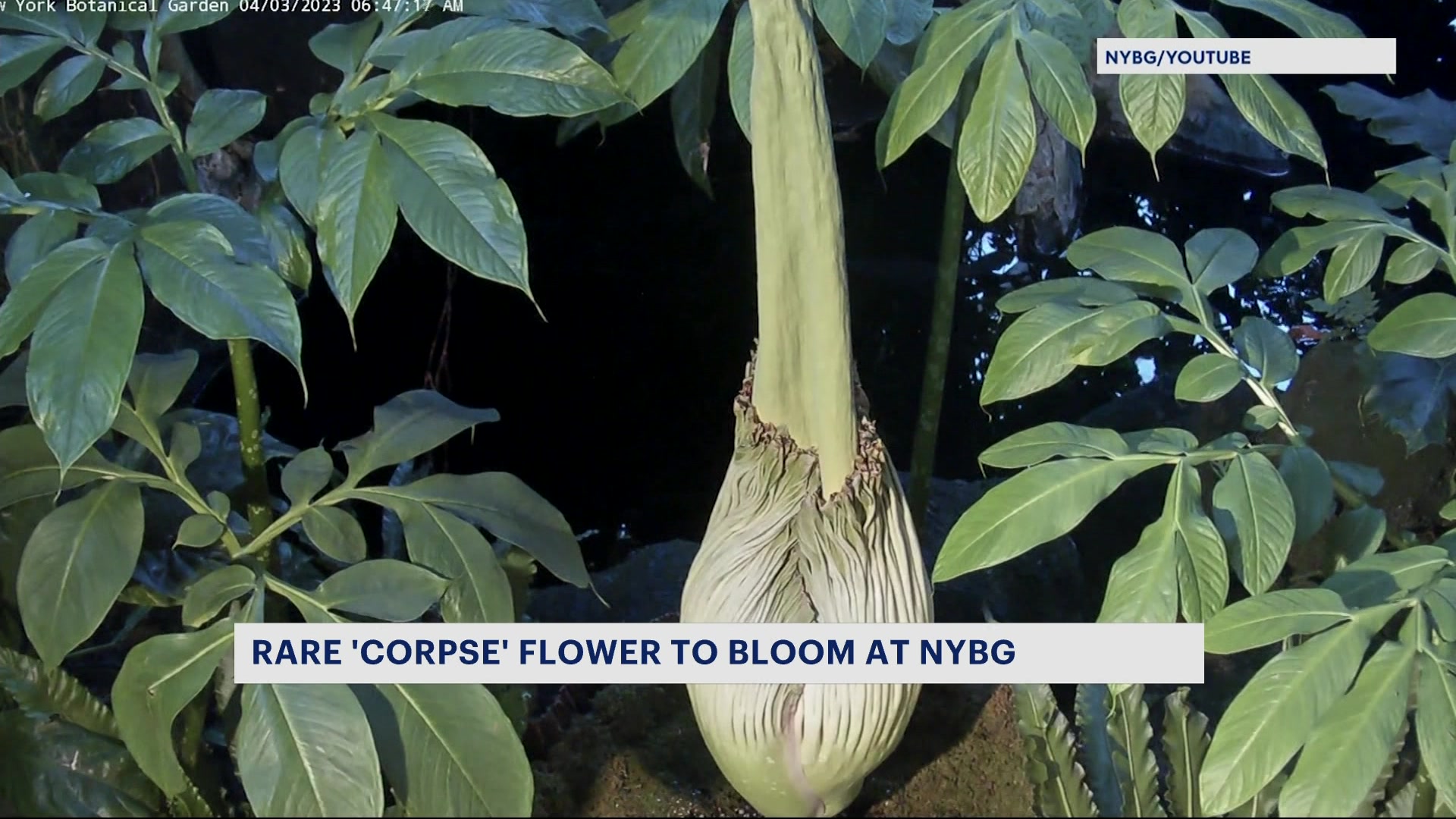 News 12 | Brooklyn | Watch Live Corpse Flower Set To Bloom At New York ...