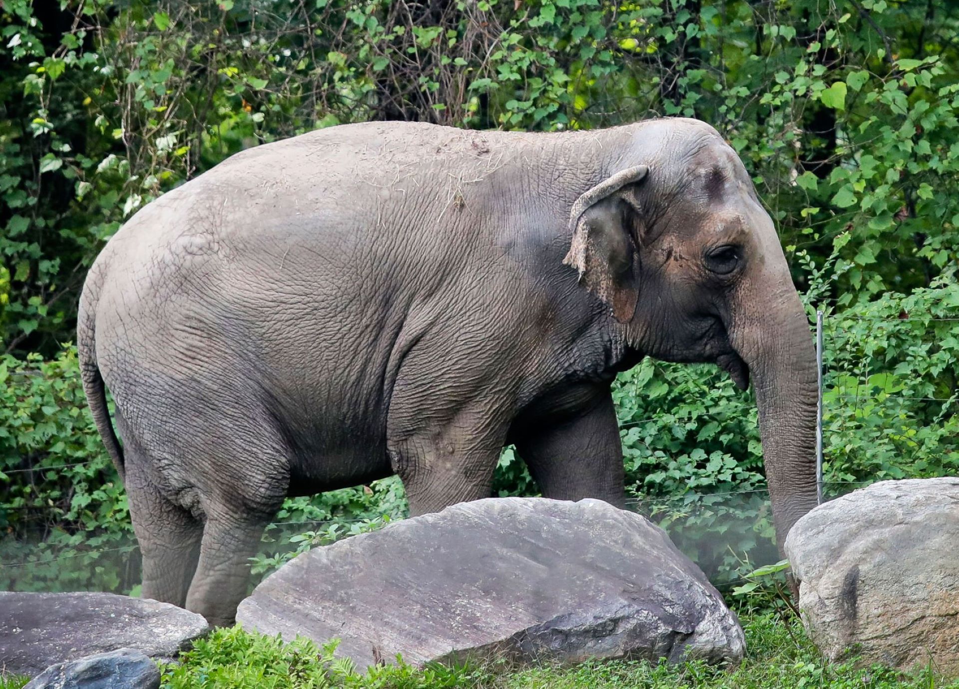 News 12 | Bronx | Does The Bronx Zoos Happy The Elephant Deserve Basic ...