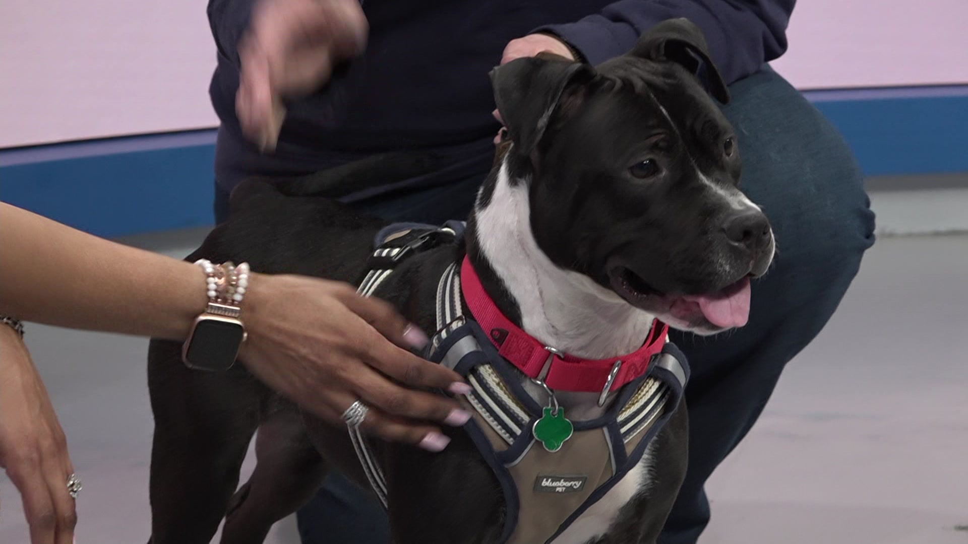 Paws & Pals: Buffy now up for adoption with Associated Humane Societies