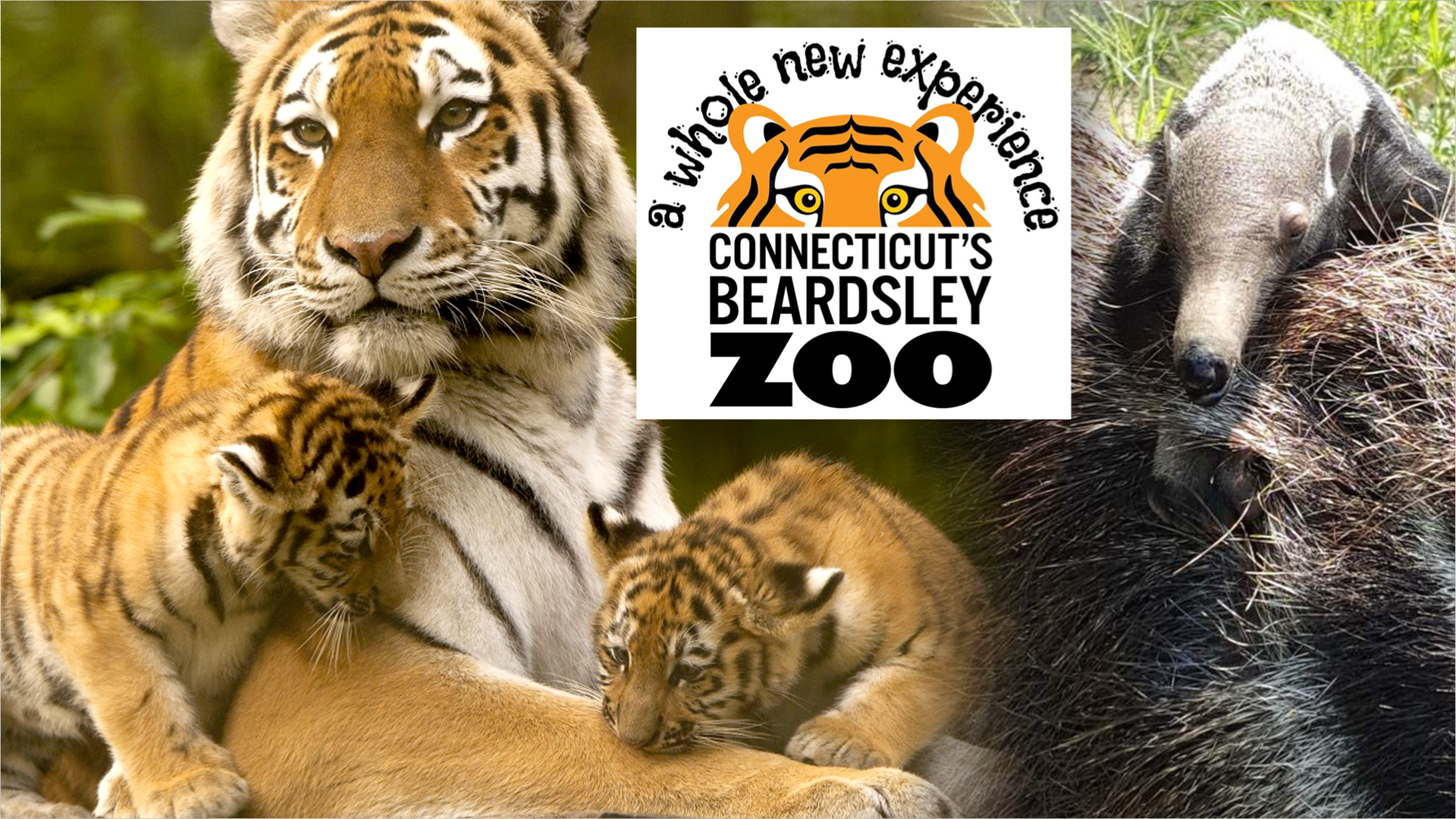 Bridgeport residents can once again visit Beardsley Zoo for free on ...