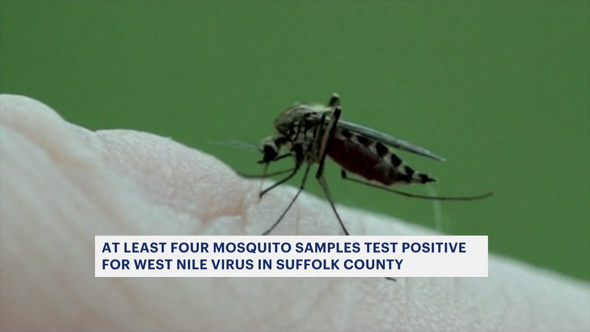 News 12 | Long Island | Health officials: 4 mosquito samples in Suffolk ...