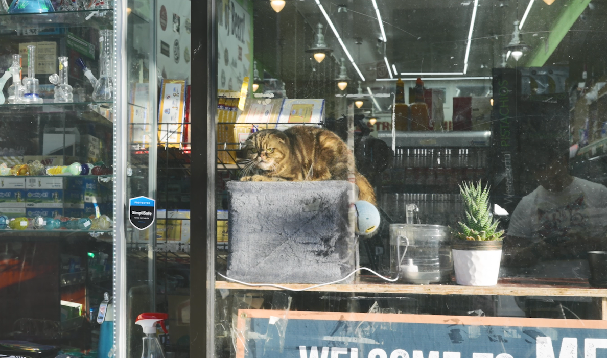 News 12 | Bronx | Working Cats The Unsung Heroes Of City Life