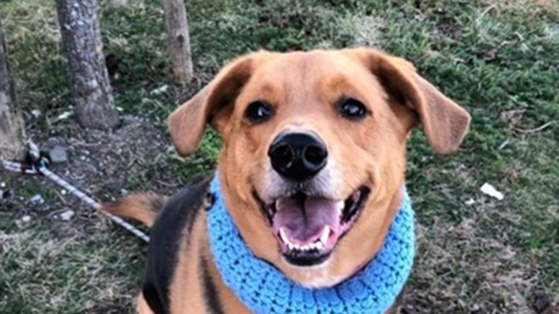 Paws & Pals: Dogs up for adoption at Posh Pets Rescue on Jan. 14