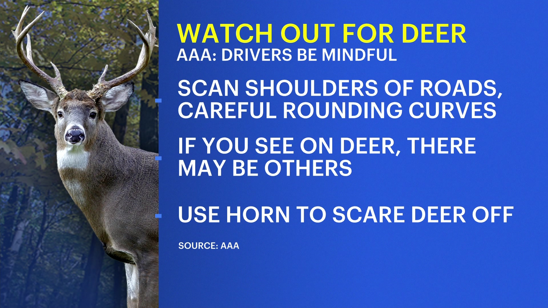 AAA warns Connecticut drivers to watch out for deer. Here’s what you ...