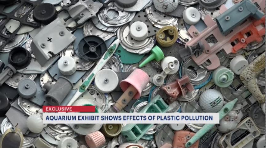 Behind-the-scenes look at new aquarium sculpture exhibit made entirely ...