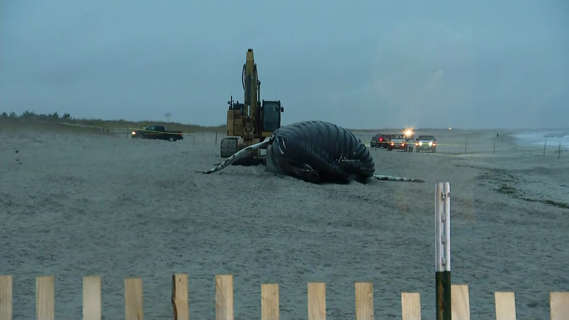 NOAA: Preliminary findings suggest vessel strike is likely cause of ...