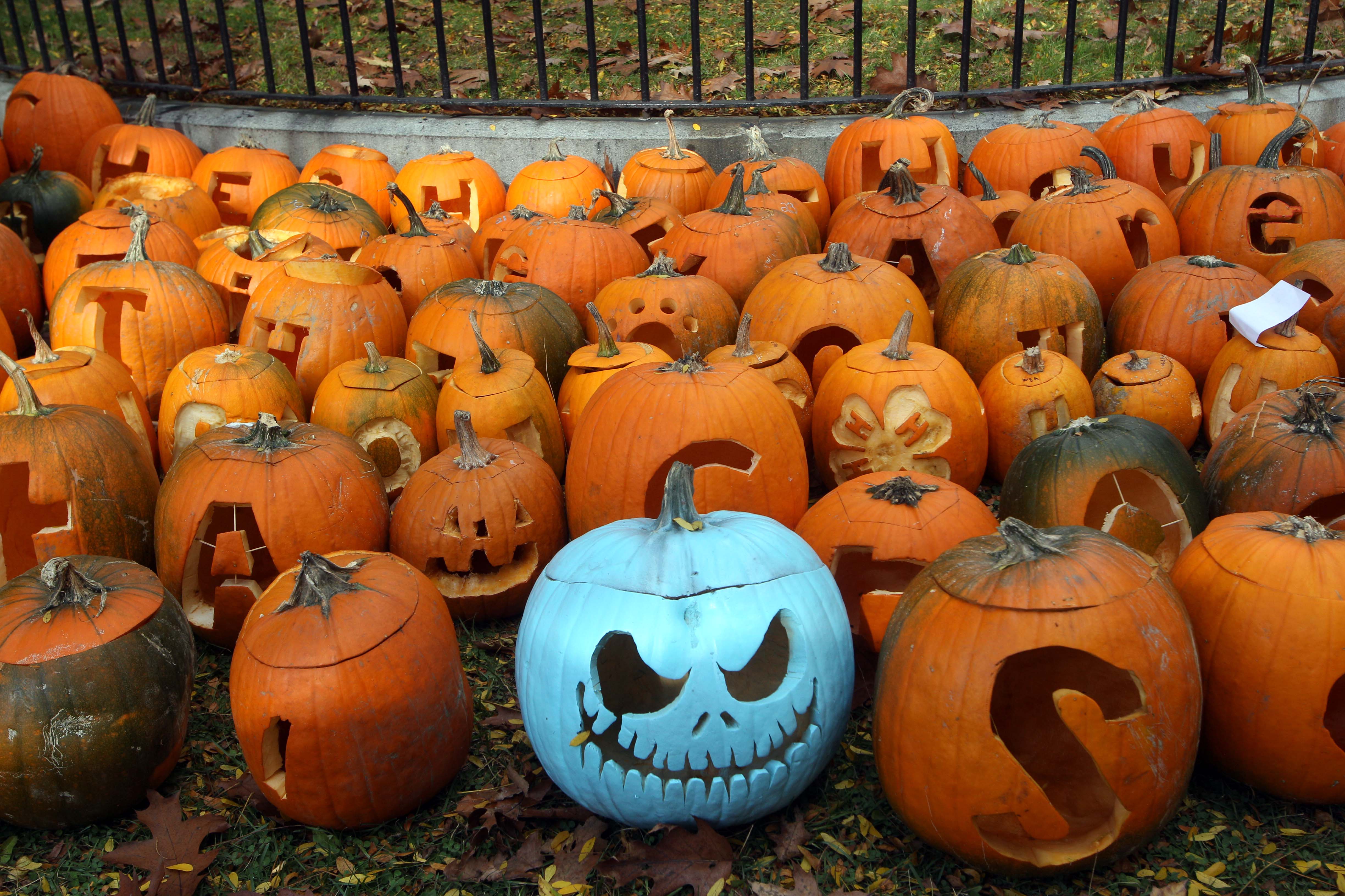 Blue pumpkins on display in Hudson Valley to represent autism awareness