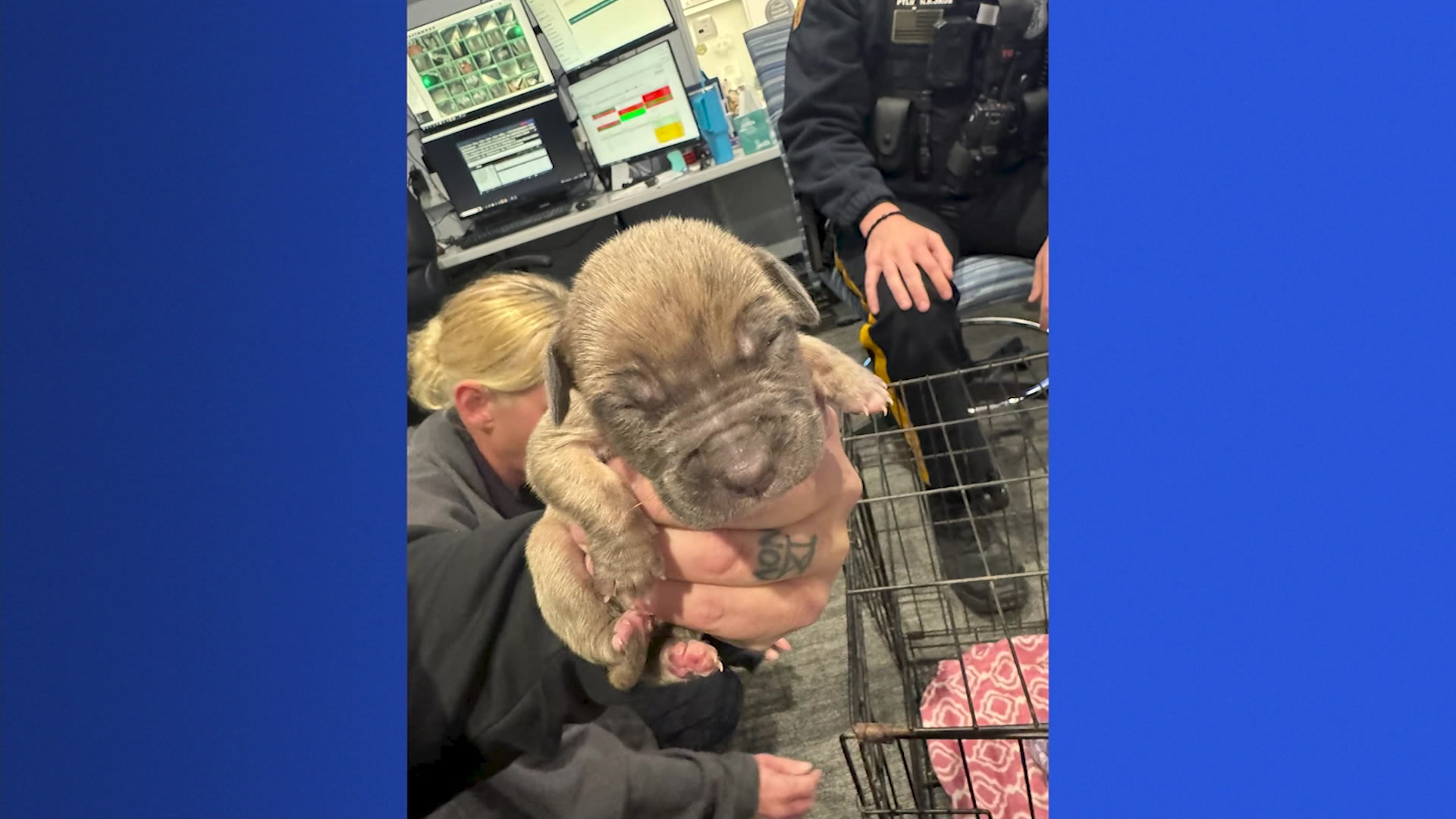 News 12 | New Jersey | Police Suspect Wanted For Dumping Puppies On ...