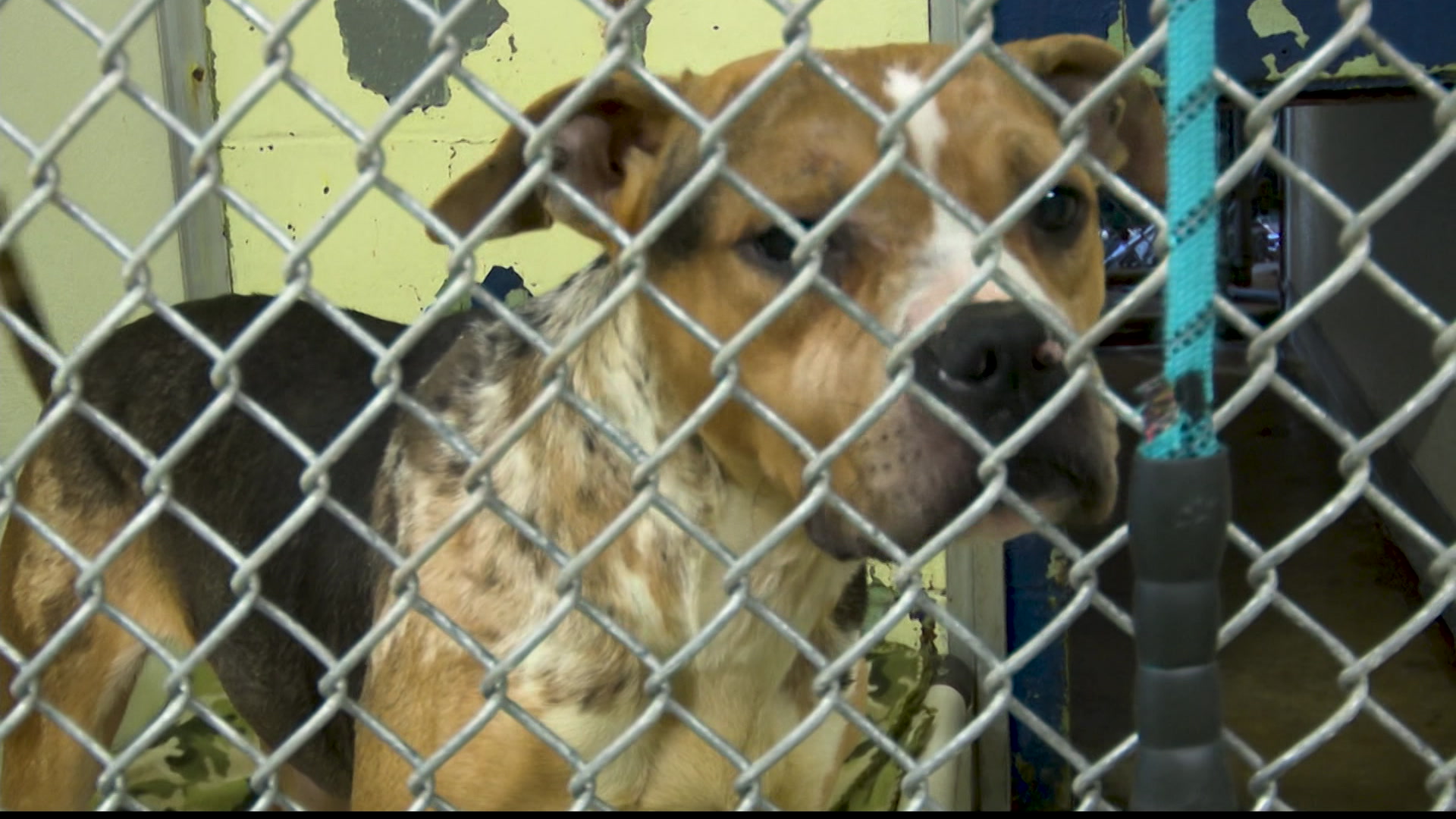 News 12 | Connecticut | Were Looking For Answers Woodbridge Animal ...