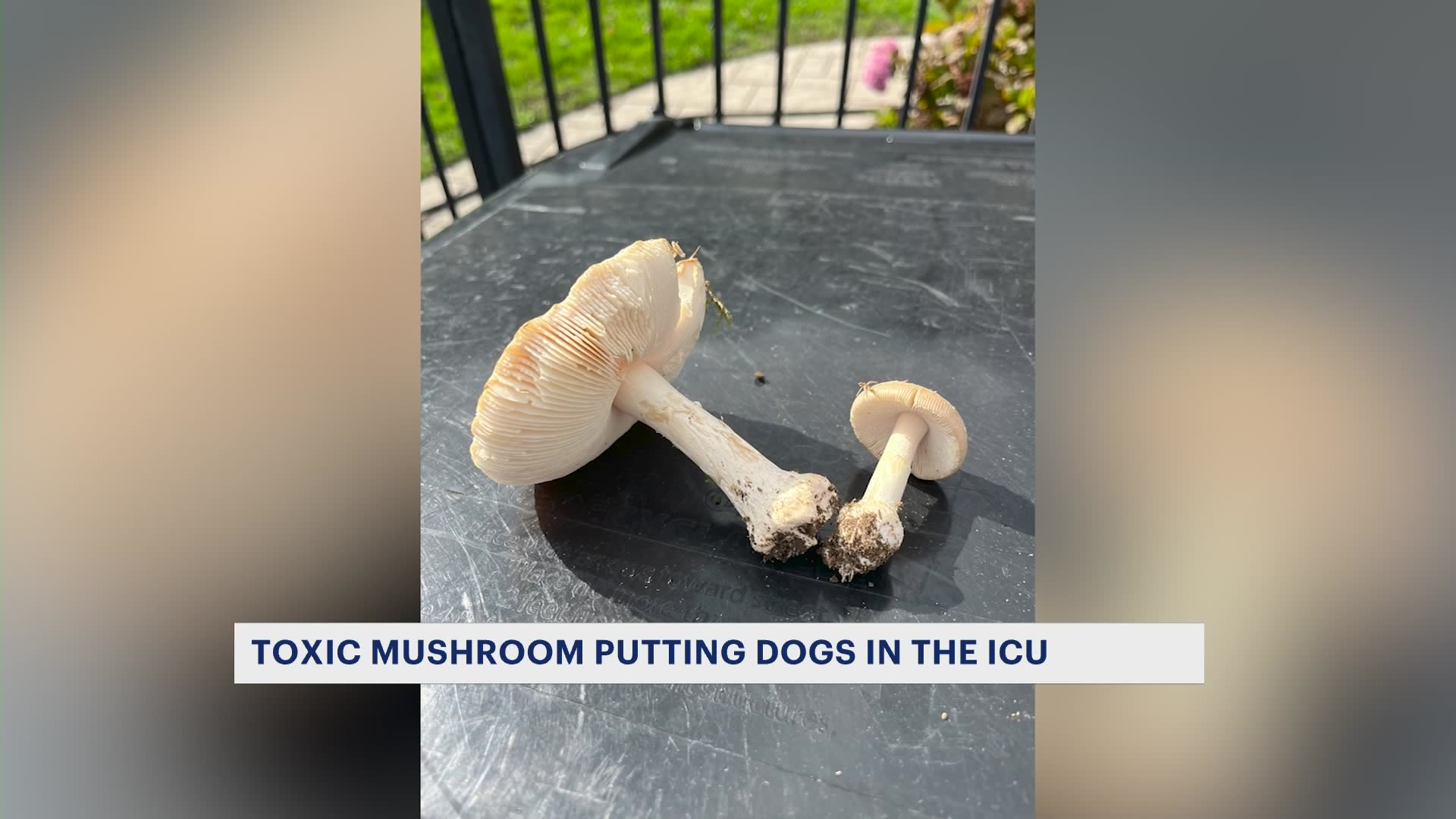 Veterinarians warn dog owners about toxic ‘death cap’ mushrooms