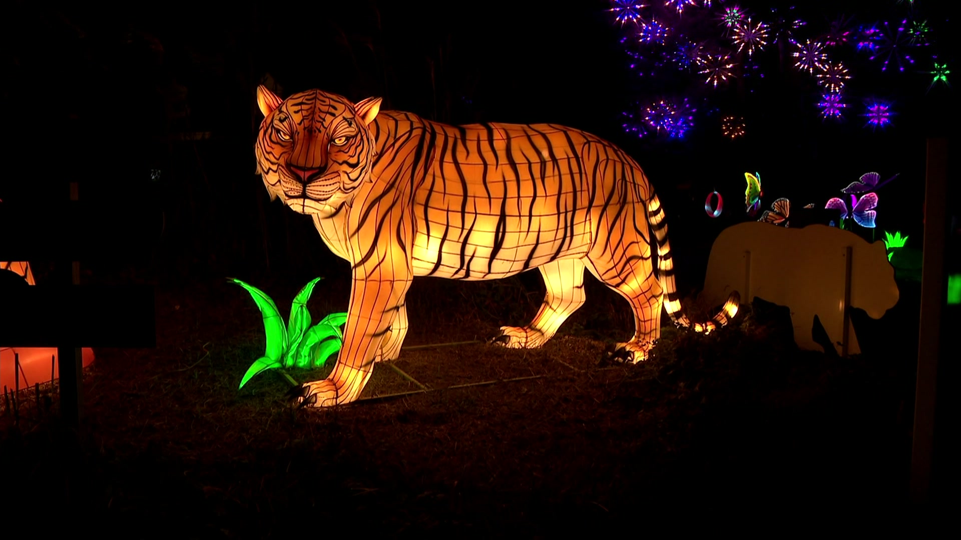 Road Trip: Glow Wild Lantern Festival lights up the night at Beardsley Zoo