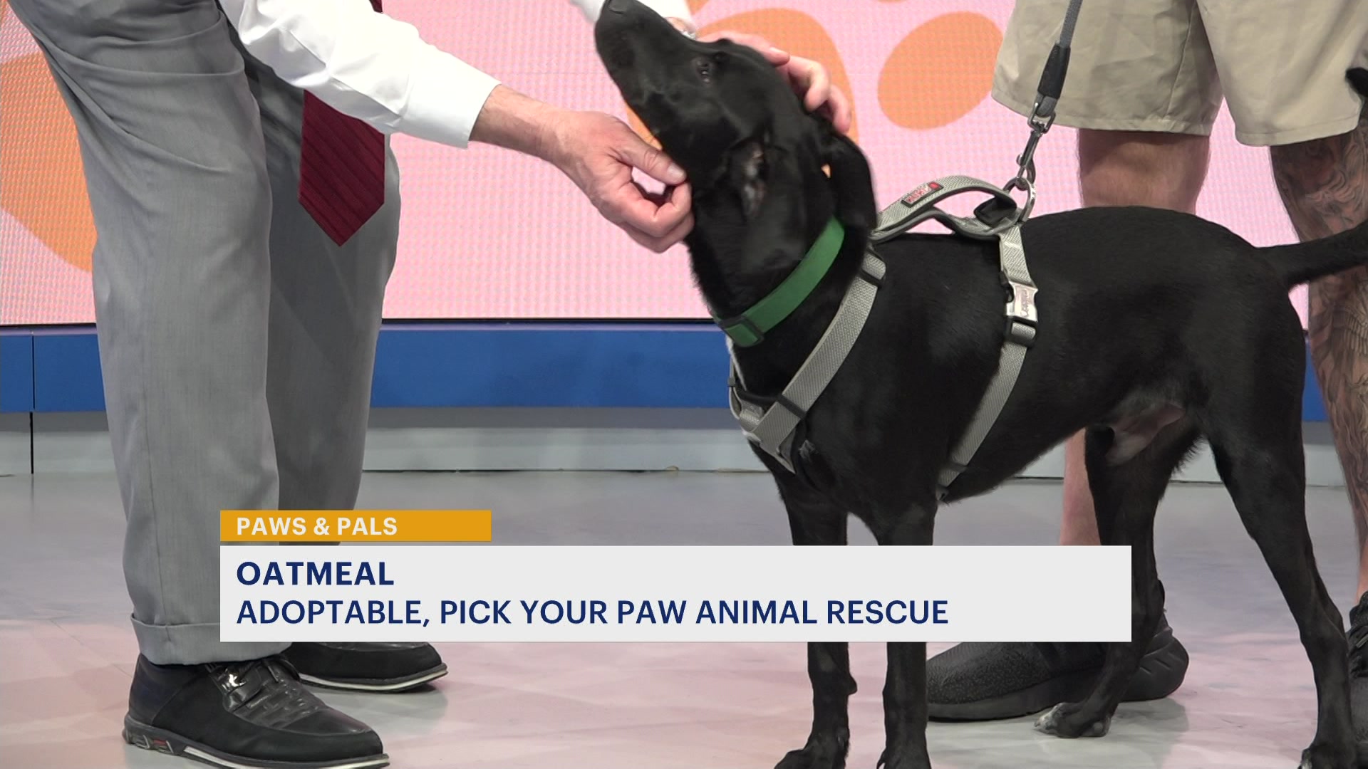 Paws & Pals: Oatmeal now up for adoption at Pick Your Paw Animal Rescue ...