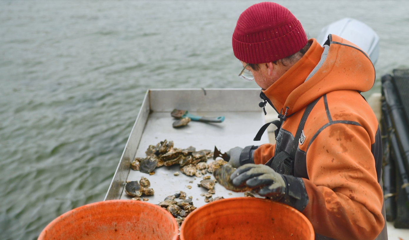 Diving into the history and future of oysters